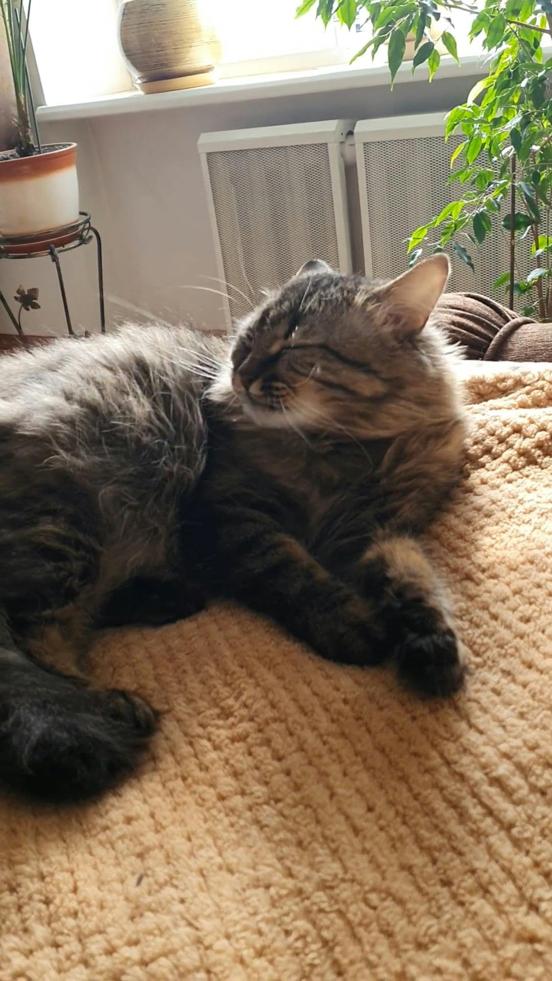 Close Up Video of a Cat Free Stock Video Footage, Royalty-Free 4K & HD ...