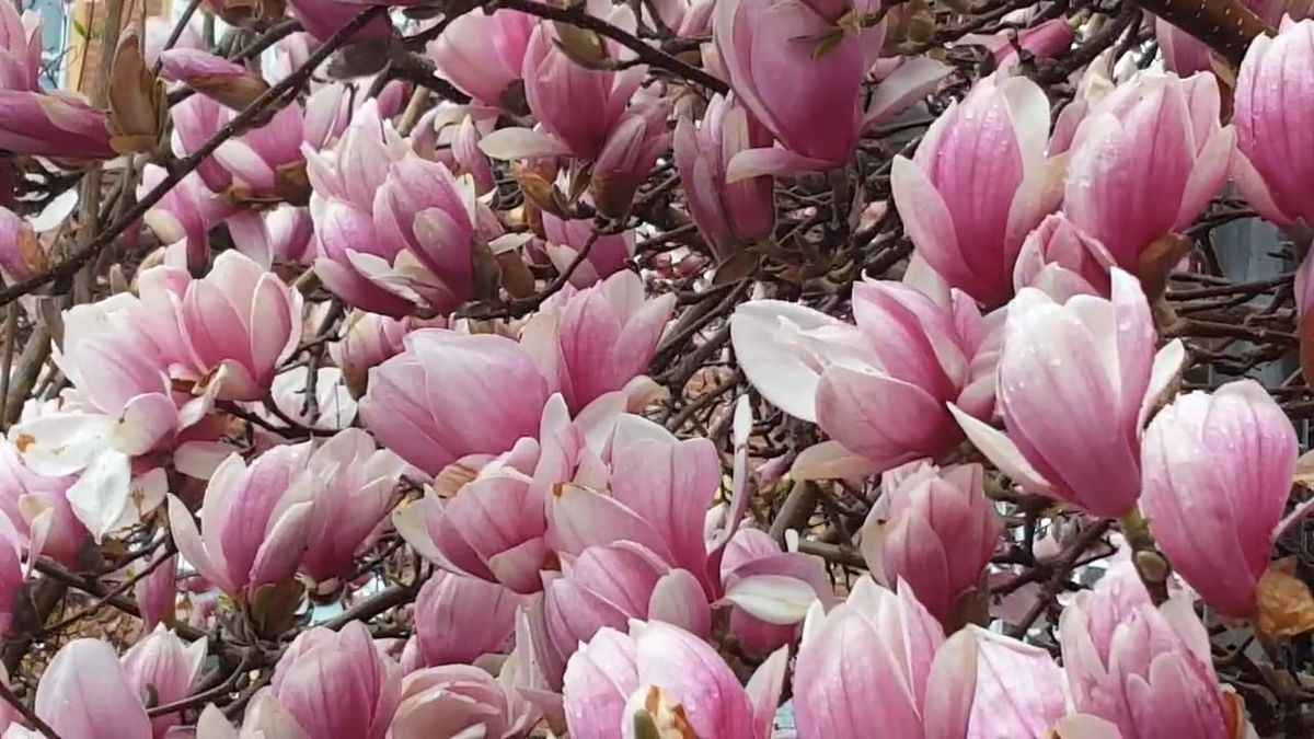 Ziva Magnolia Videos, Download The BEST Free 4k Stock Video Footage ...