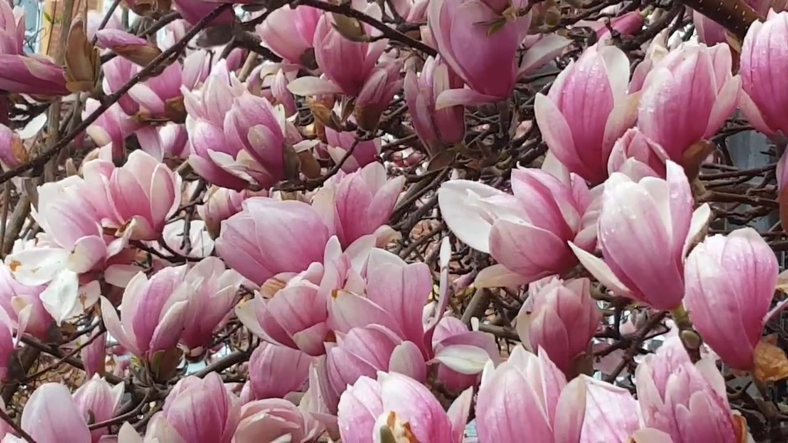 Magnolia Videos, Download The BEST Free 4k Stock Video Footage ...