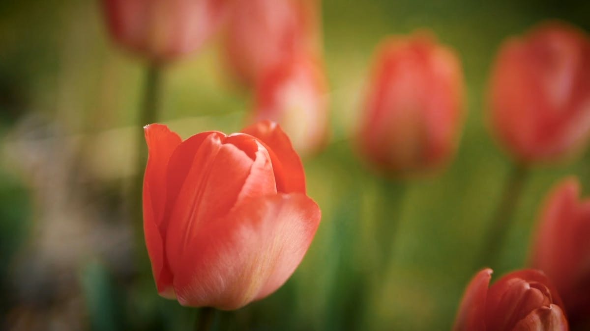 Spring Videos, Download The BEST Free 4k Stock Video Footage & Spring ...