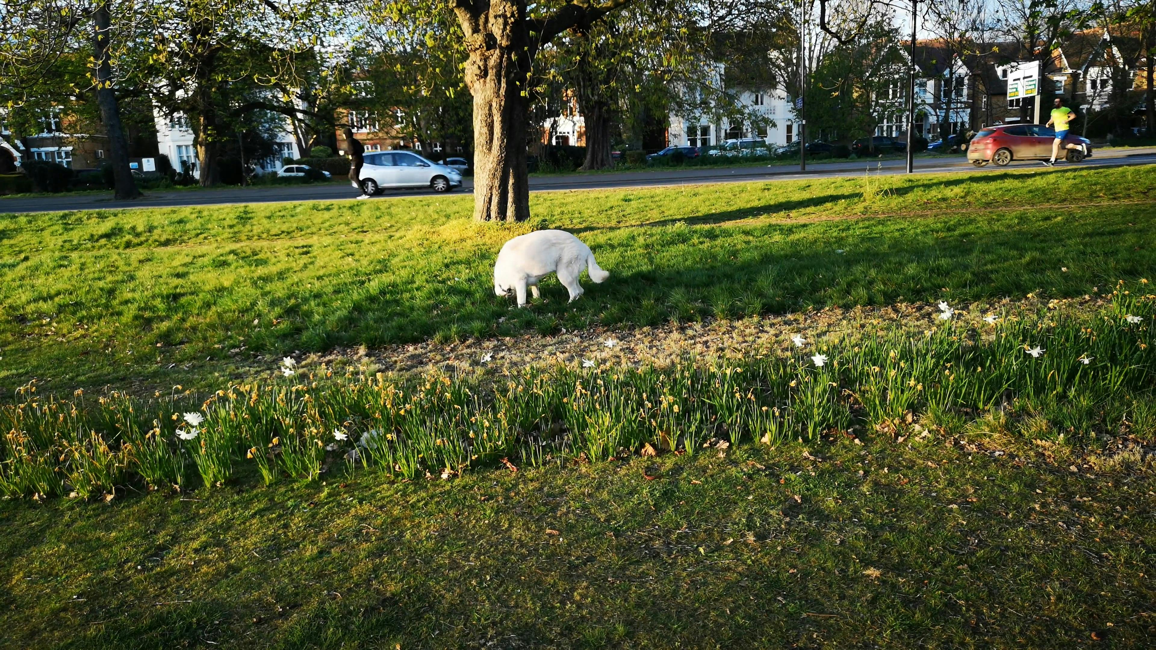 People Strolling In A Park Ealing London Free Stock Video Footage ...