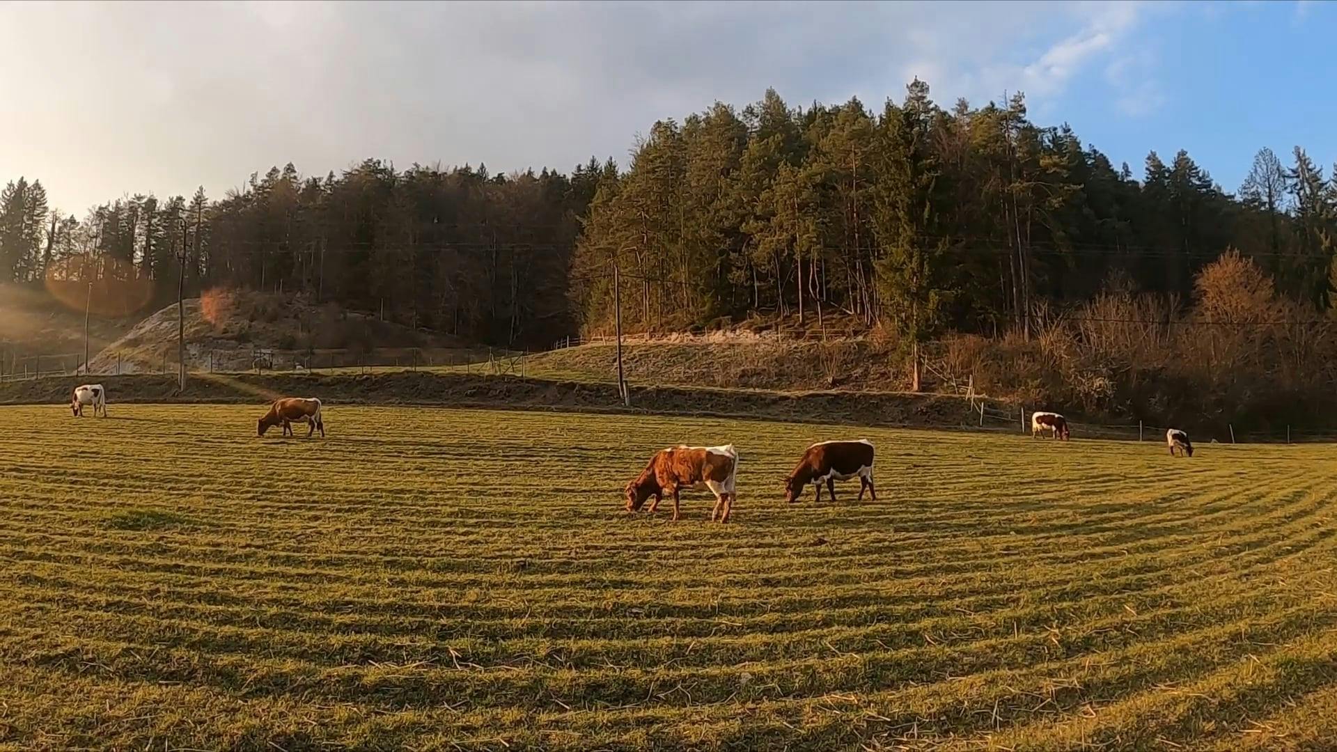 Cow Farming Videos, Download The BEST Free 4k Stock Video Footage & Cow ...