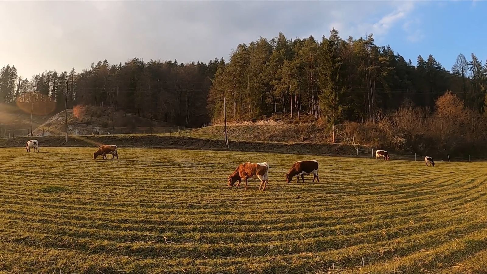 Cow Farm Videos, Download The BEST Free 4k Stock Video Footage & Cow ...