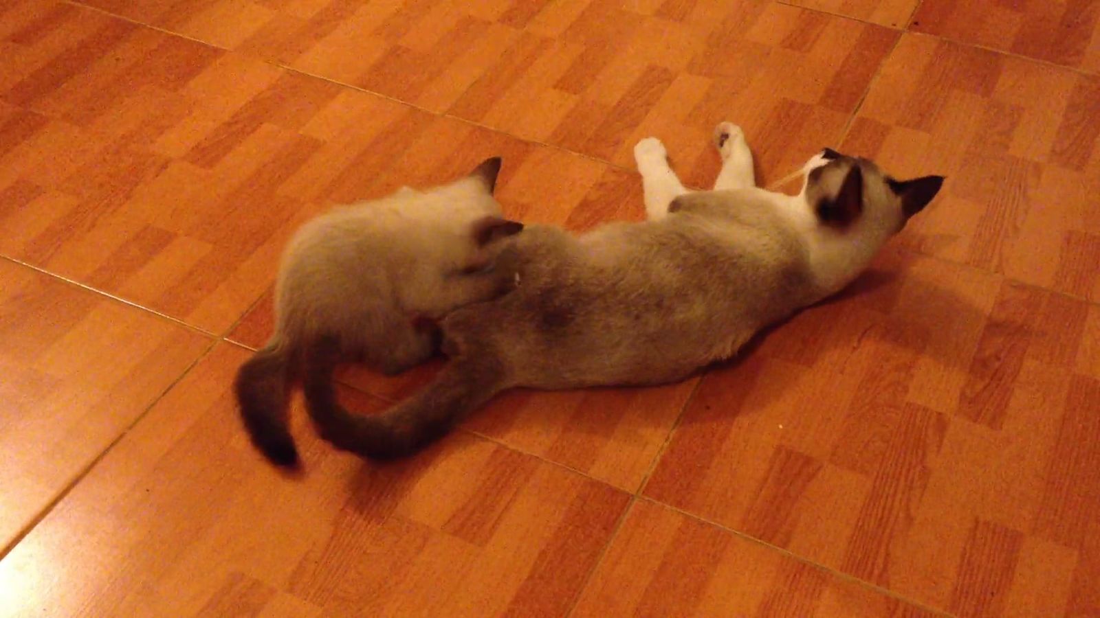 10,000+ Best Cats Playing Videos · 100% Free Download · Pexels Stock Videos