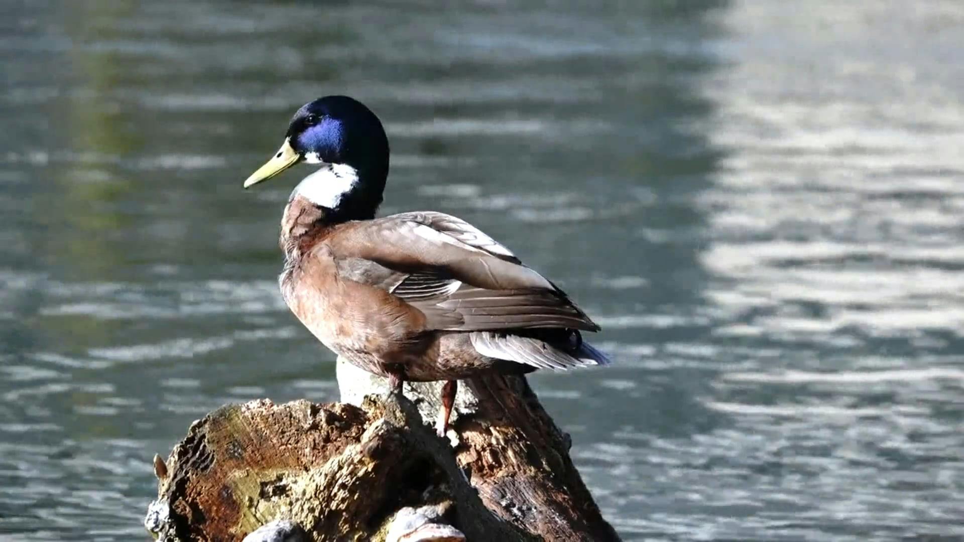 Drake Videos, Download The BEST Free 4k Stock Video Footage & Drake HD ...