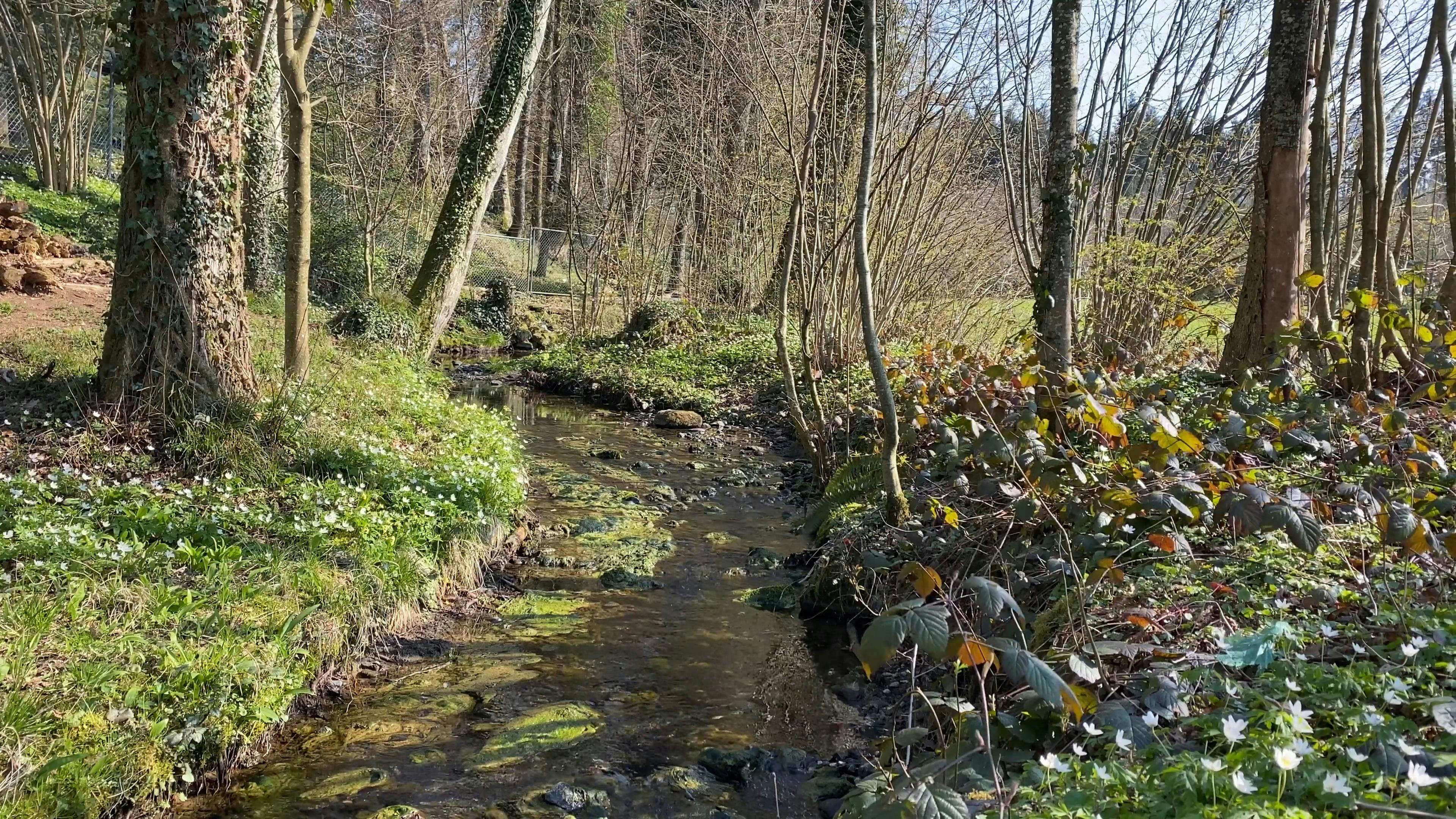 Brook Water In The Wilderness · Free Stock Video