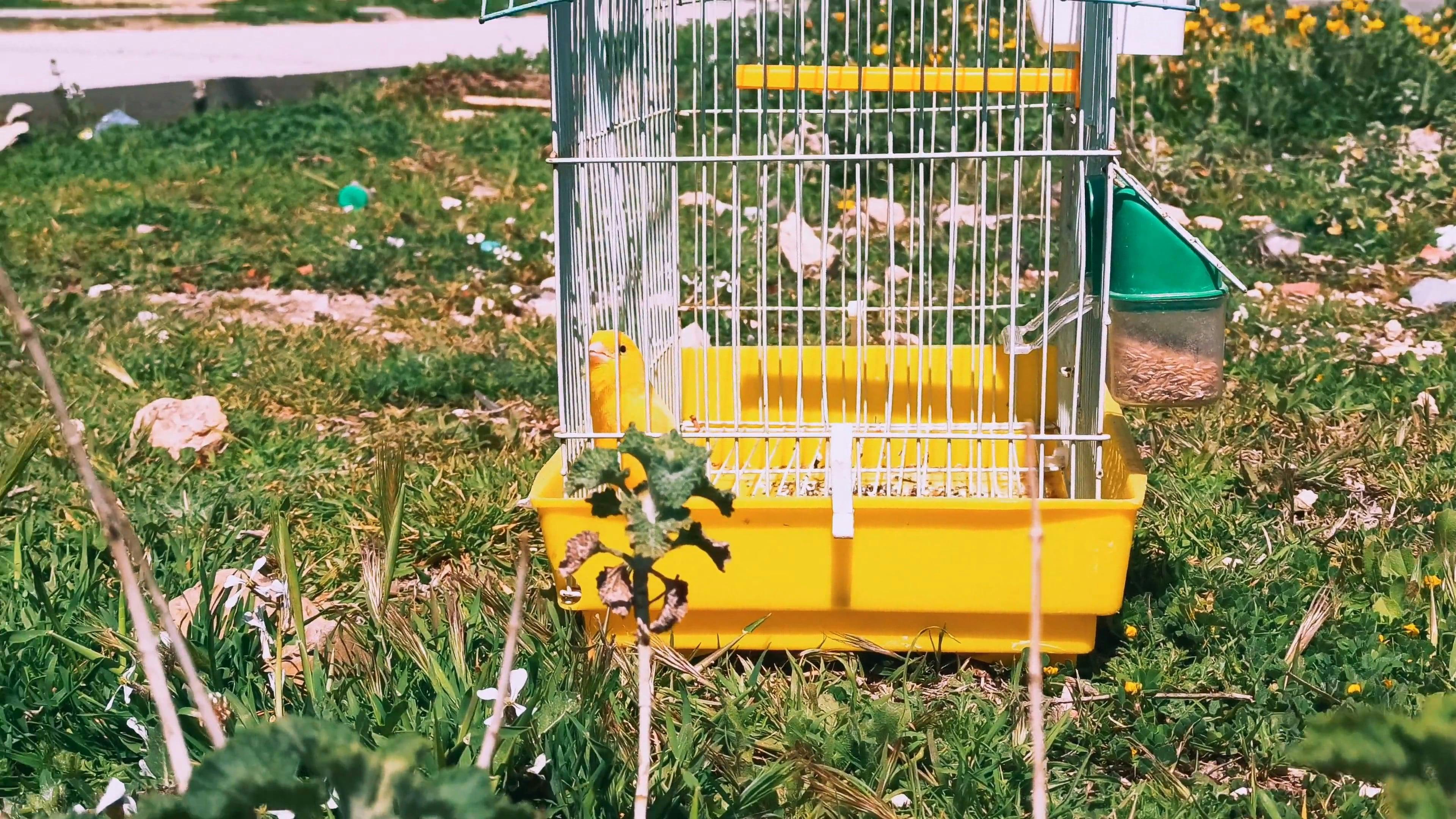 Birds Vibe Videos, Download The BEST Free 4k Stock Video Footage ...