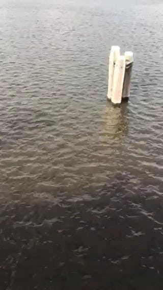 Sea Stem Videos, Download The BEST Free 4k Stock Video Footage & Sea ...