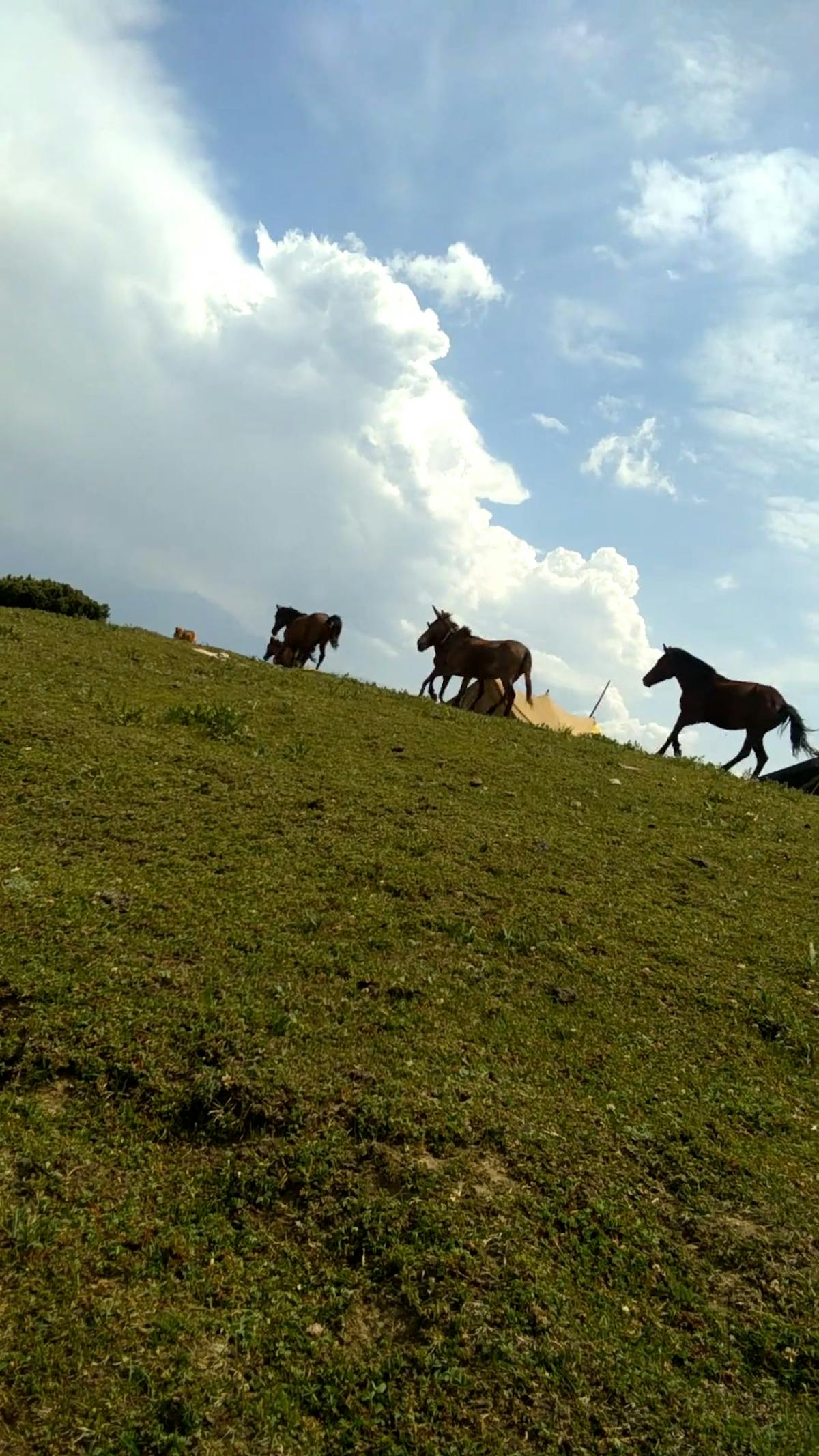 Horses Running Videos, Download The BEST Free 4k Stock Video Footage ...