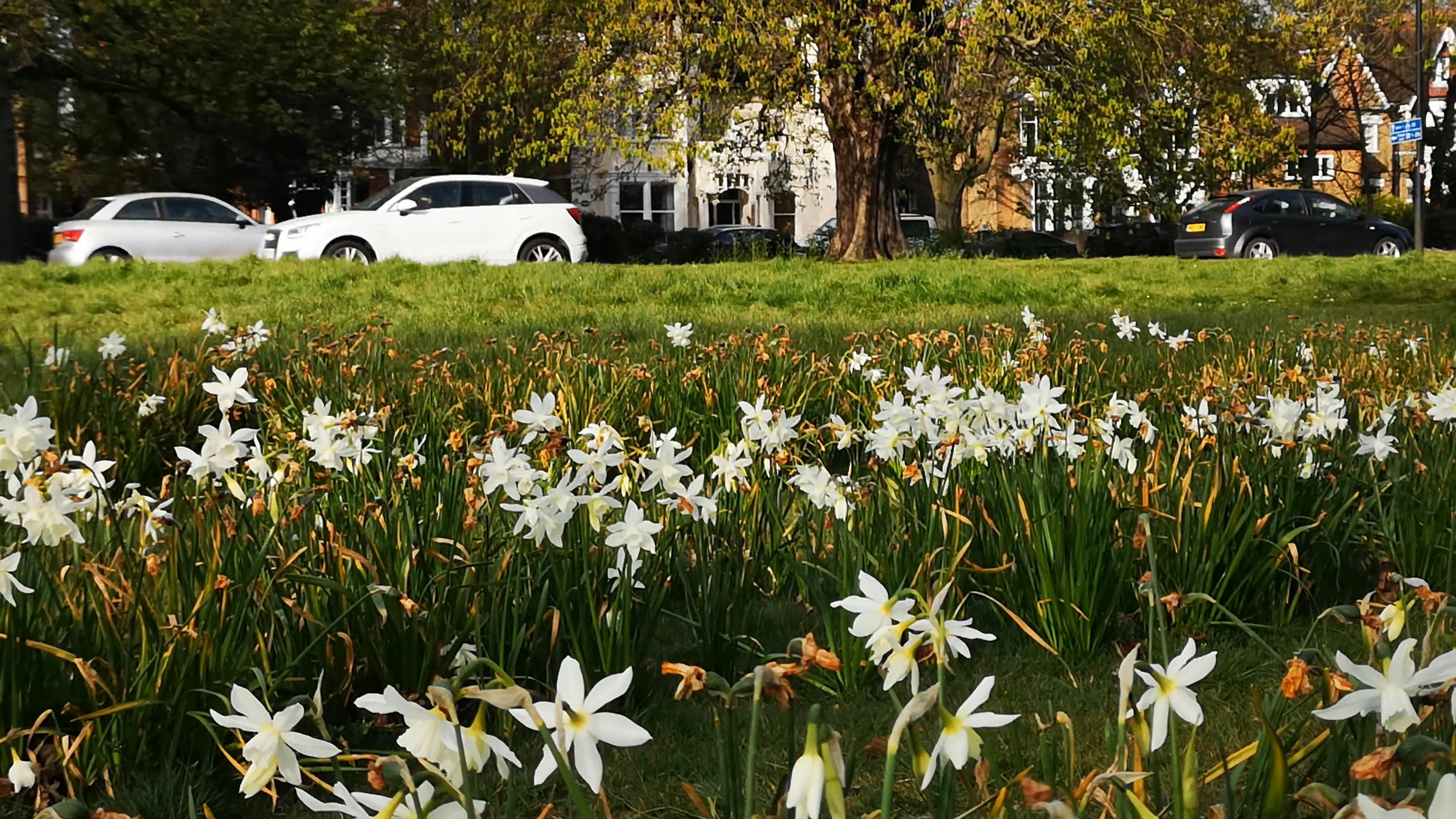 A Busy Street Beside a Roadside Garden Free Stock Video Footage ...