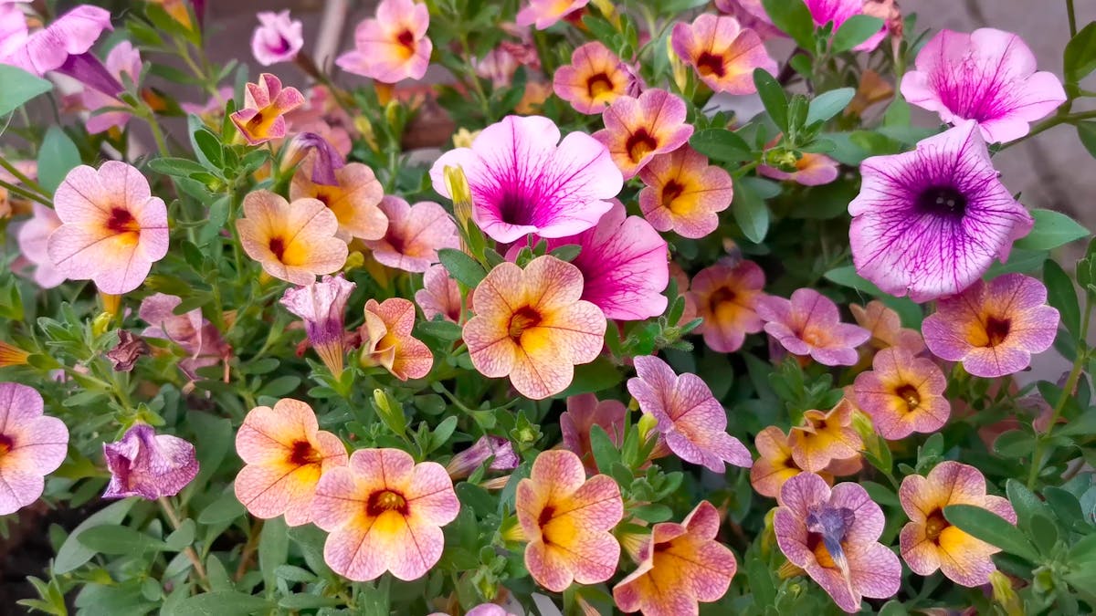 Beautiful Flowers Videos, Download The BEST Free 4k Stock Video Footage ...