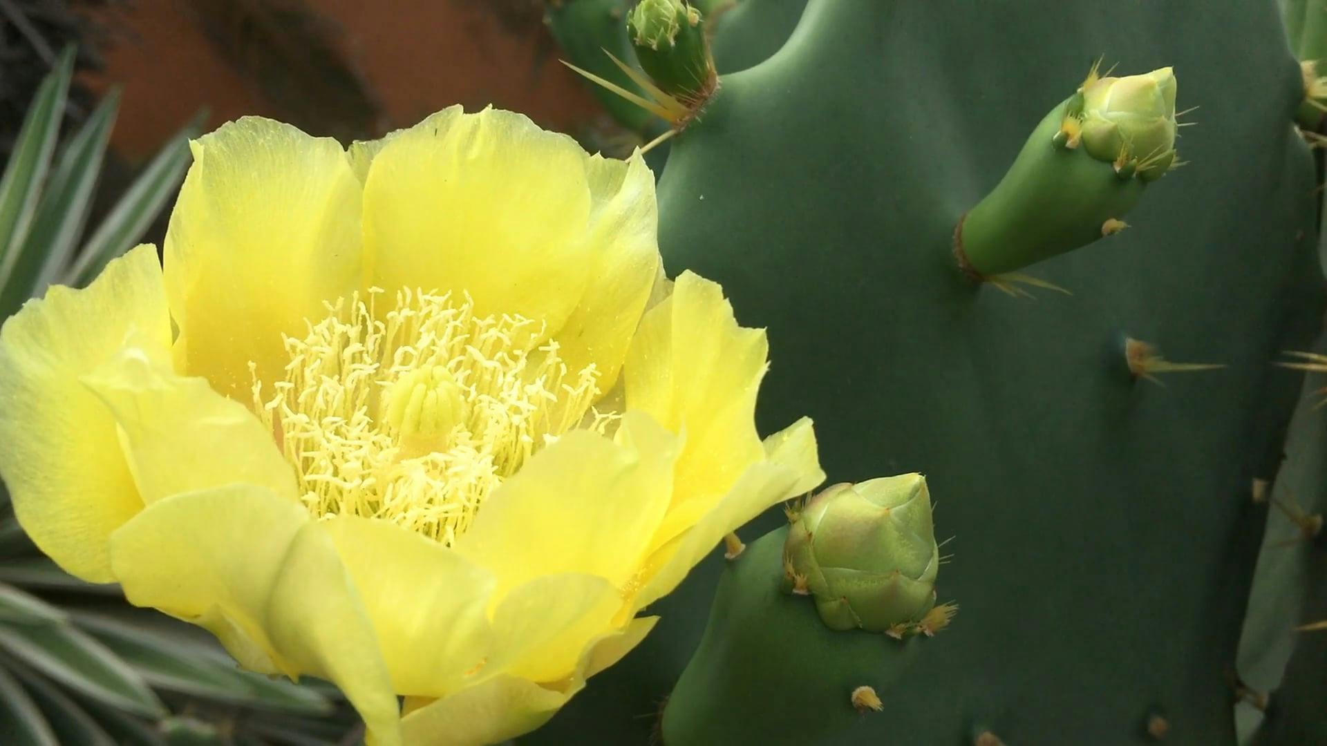Cactus Flower Landscapes Videos, Download The BEST Free 4k Stock Video ...