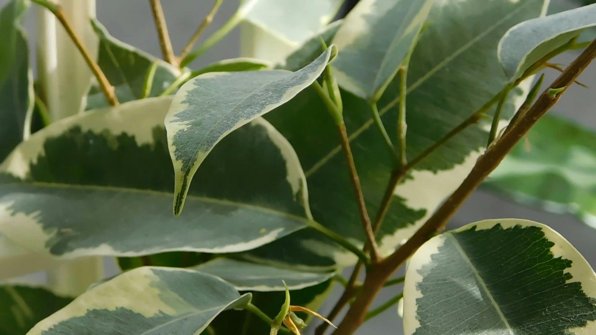 Ficus Leaves Videos, Download The BEST Free 4k Stock Video Footage ...