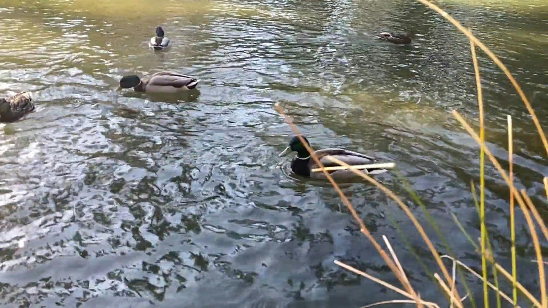 A Raft Of Ducks Paddling In A Lake Free Stock Video Footage, Royalty ...