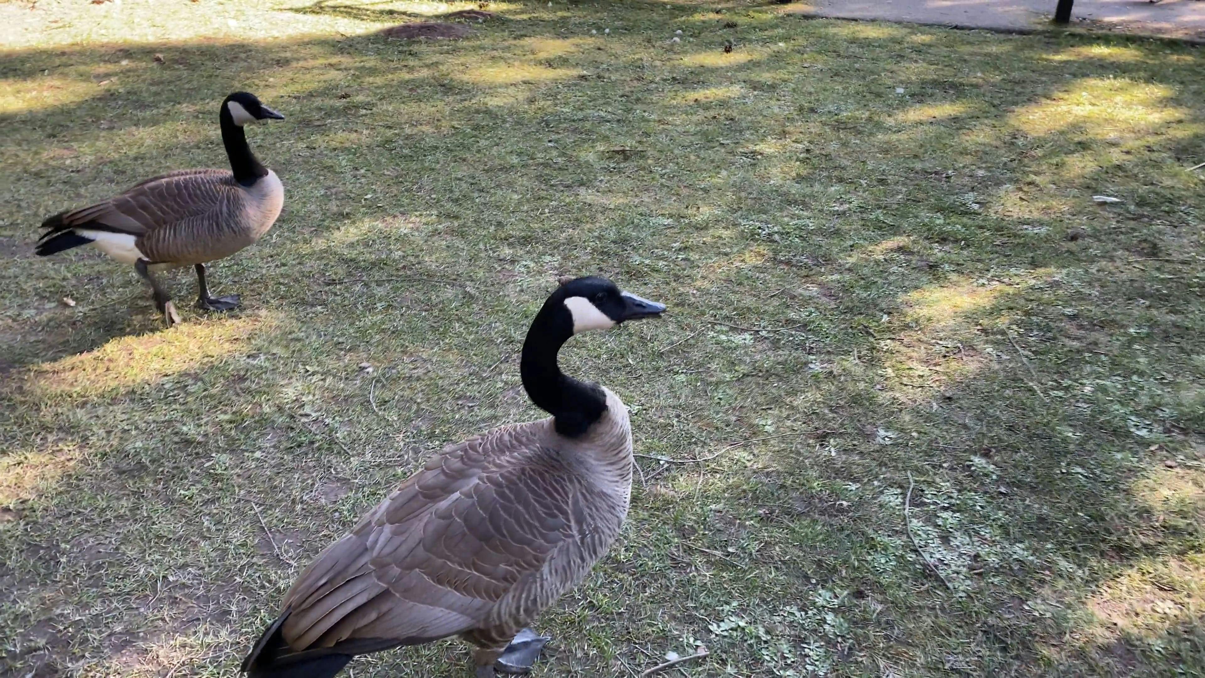 Wild Ducks Roaming Around The Grassy Area Of The Park · Free Stock Video