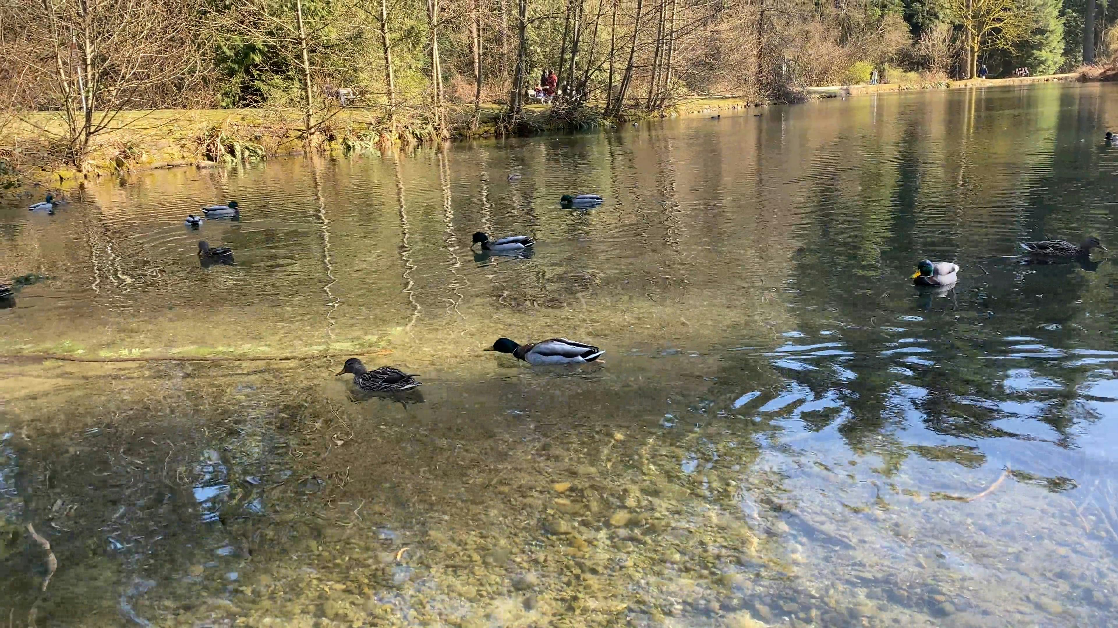 Dabbling Ducks Videos, Download The BEST Free 4k Stock Video Footage ...