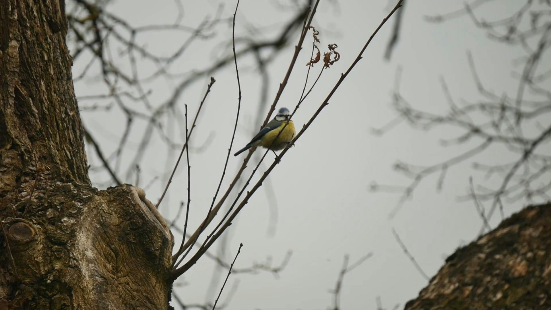 A Bird on a Tree Branch Free Stock Video Footage, Royalty-Free 4K & HD ...