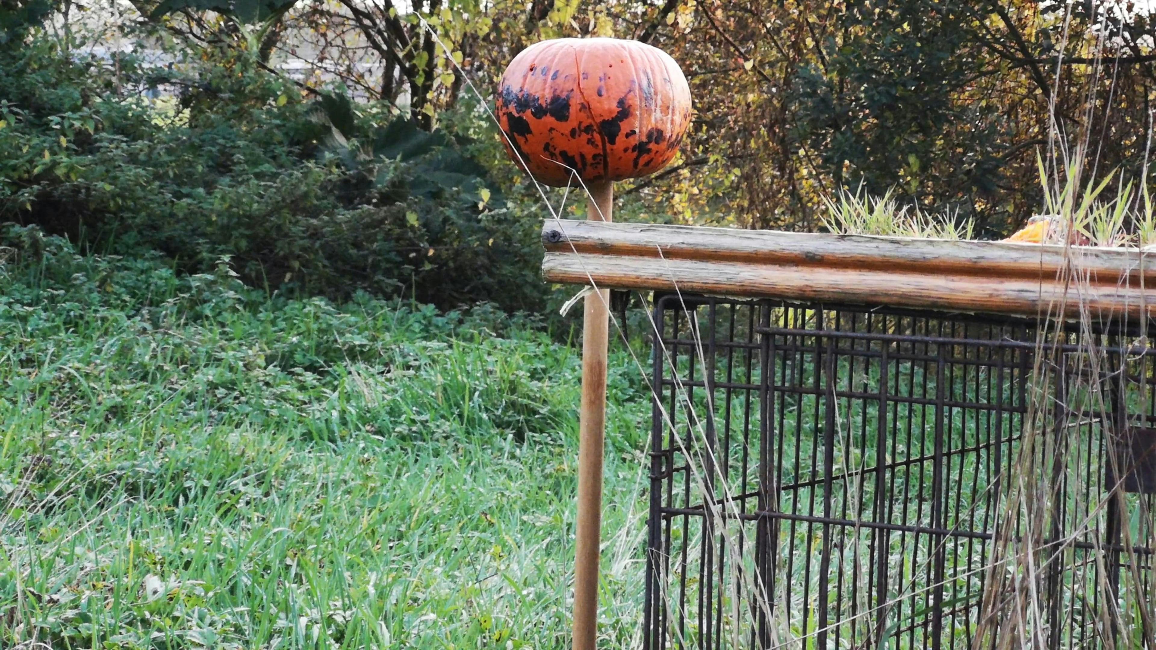 Hit Pole Videos, Download The BEST Free 4k Stock Video Footage & Hit ...