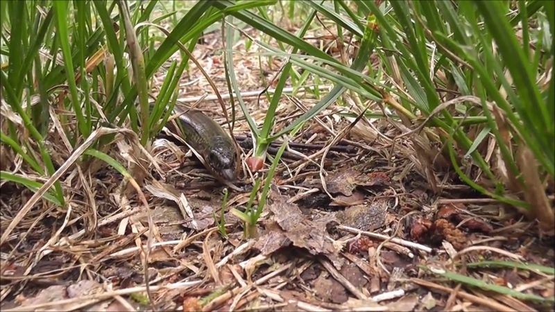 Snake Videos, Download The BEST Free 4k Stock Video Footage & Snake HD ...