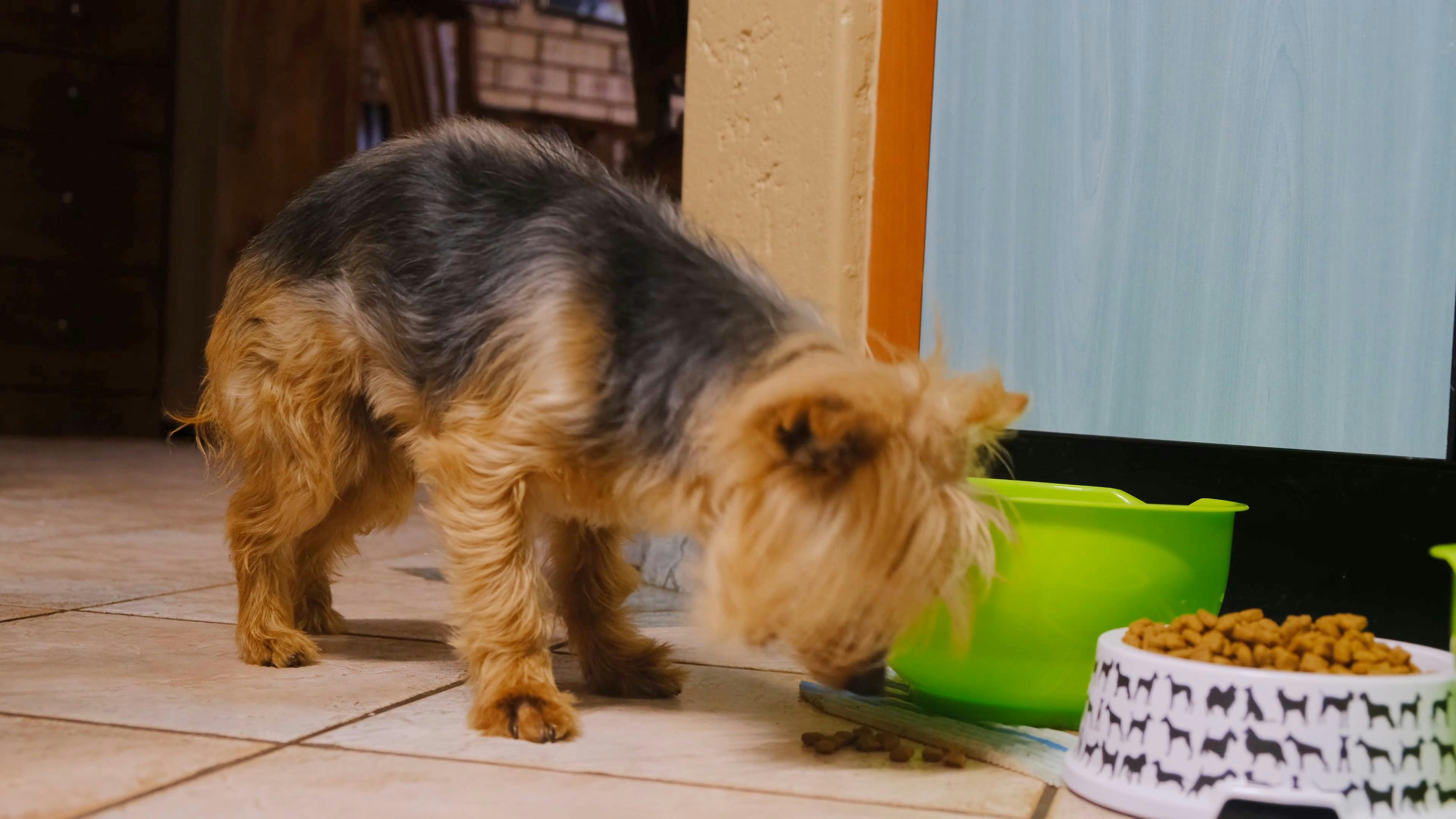 A Dog Eating Food On A Pet Plate Free Stock Video Footage, Royalty-Free ...