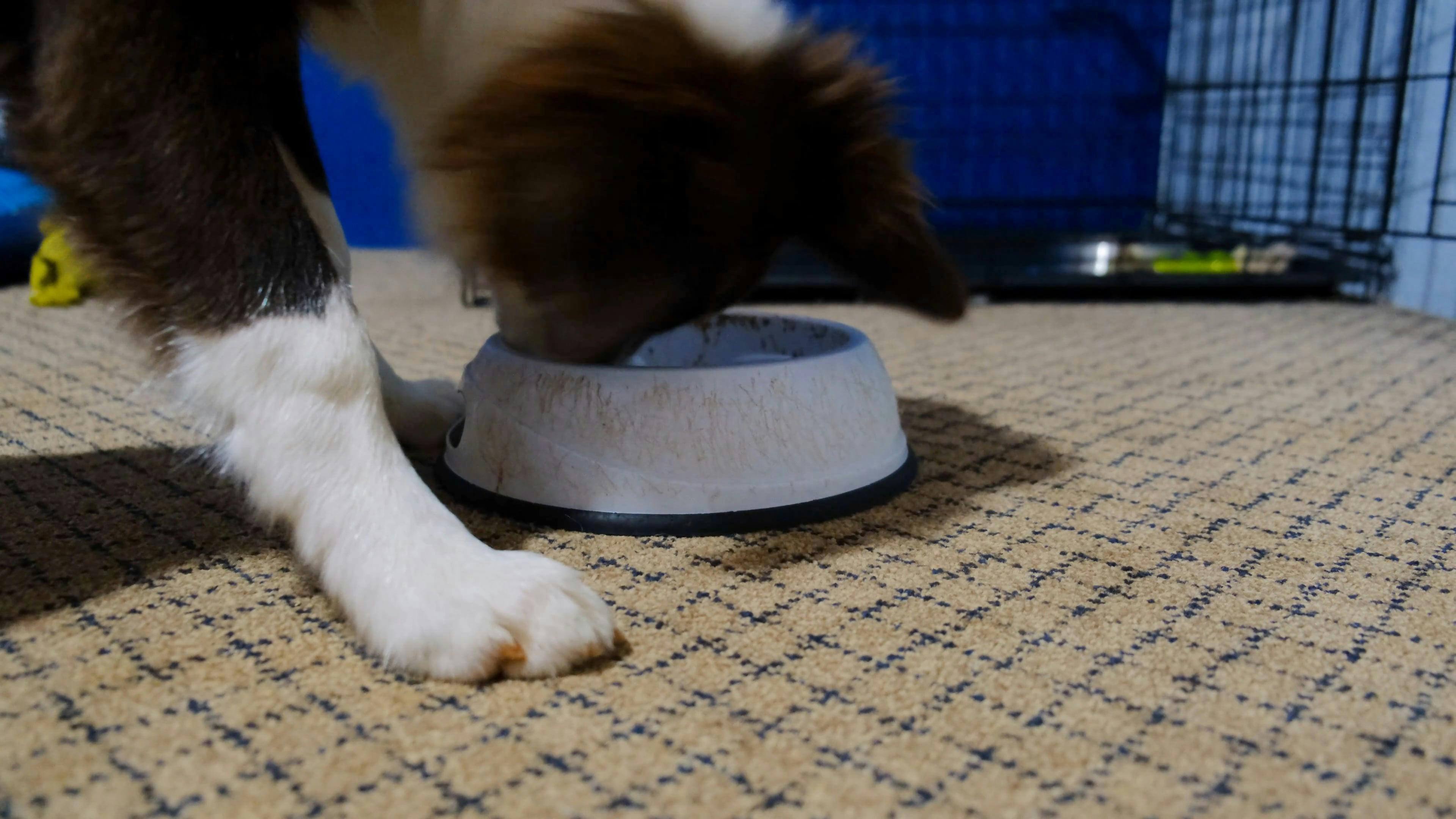 A Dog Eating Food On A Pet Plate Free Stock Video Footage, Royalty-Free ...