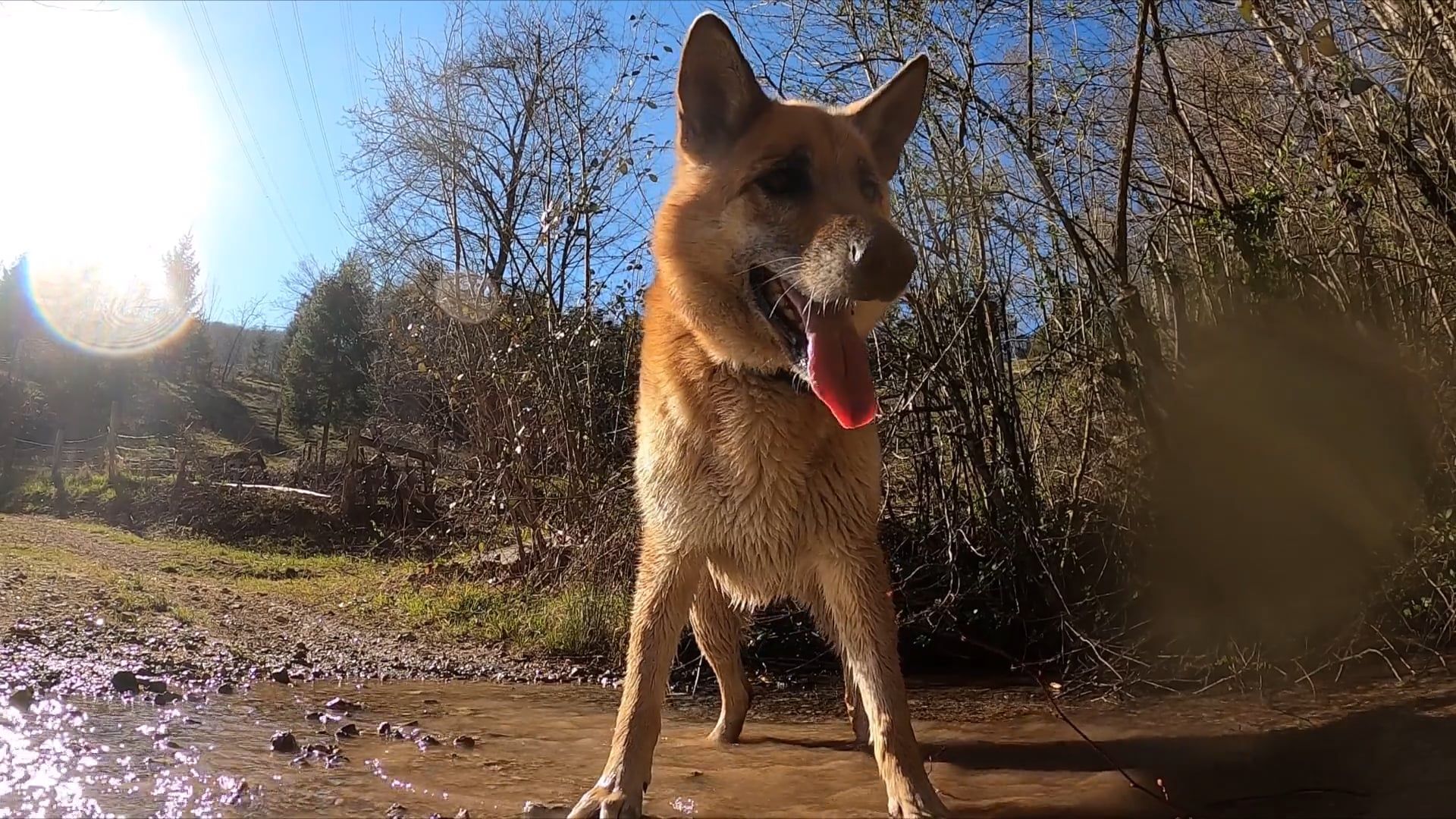 A Dog Jumping in the Water Free Stock Video Footage, Royalty-Free 4K ...