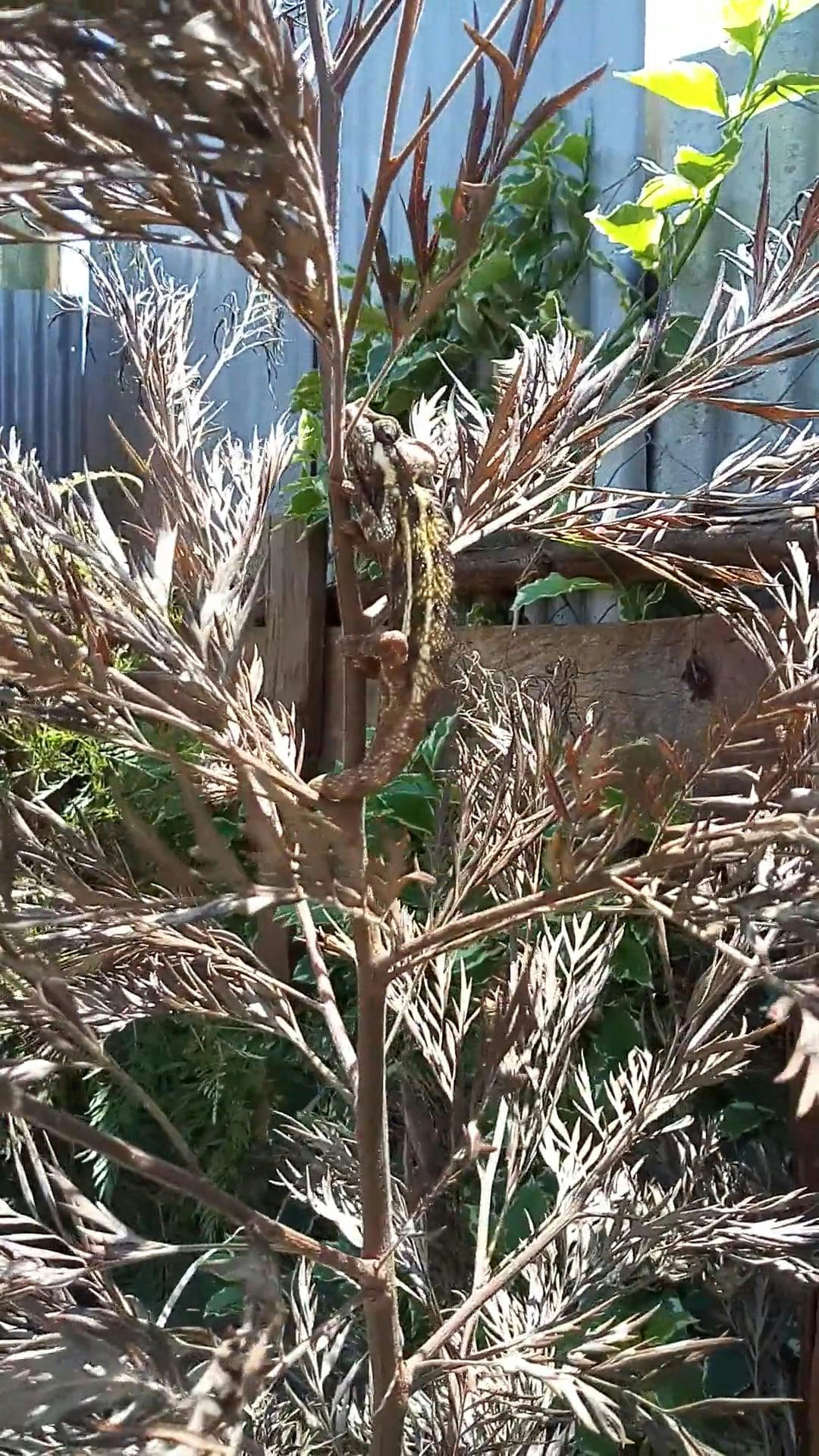 Wilted Tree Videos, Download The BEST Free 4k Stock Video Footage ...