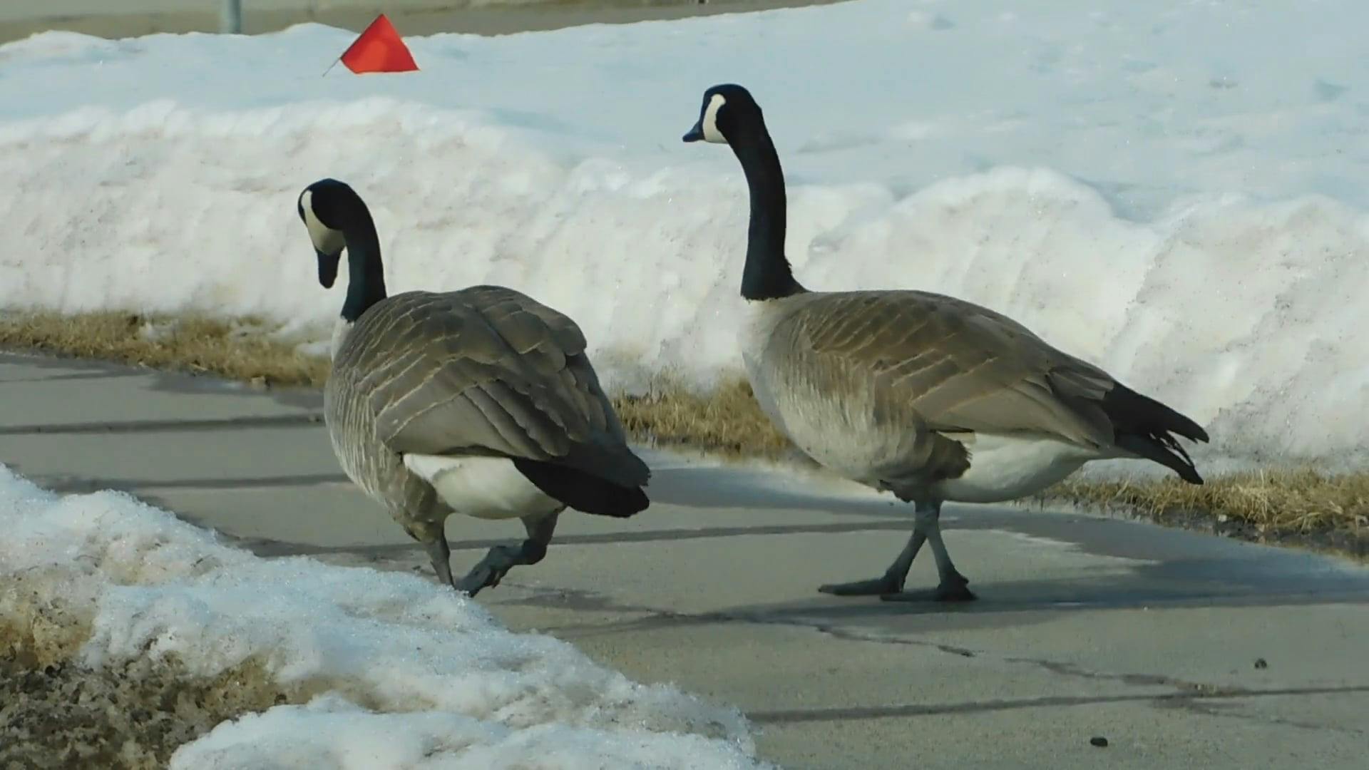 Geese Walking on a Concrete Pavement Free Stock Video Footage, Royalty ...
