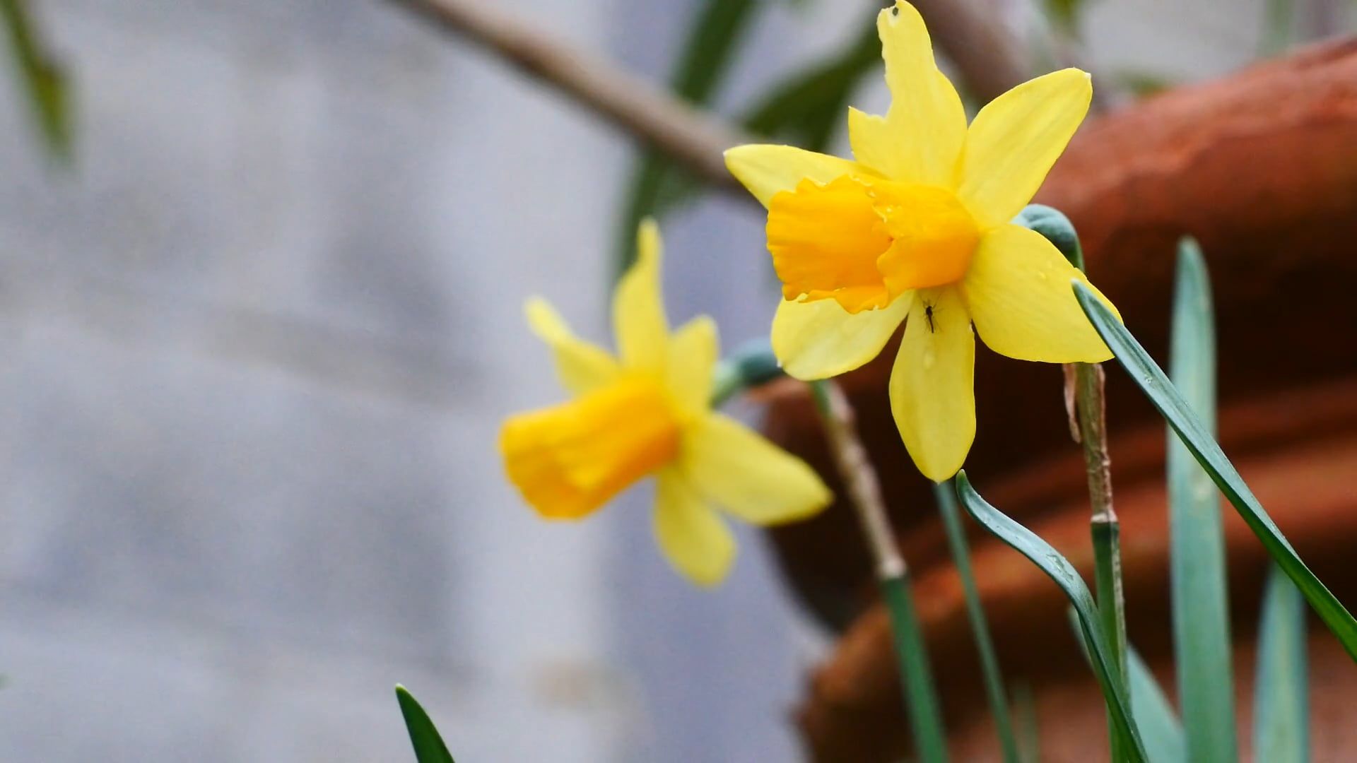 Beautiful Flowers in a Garden · Free Stock Video