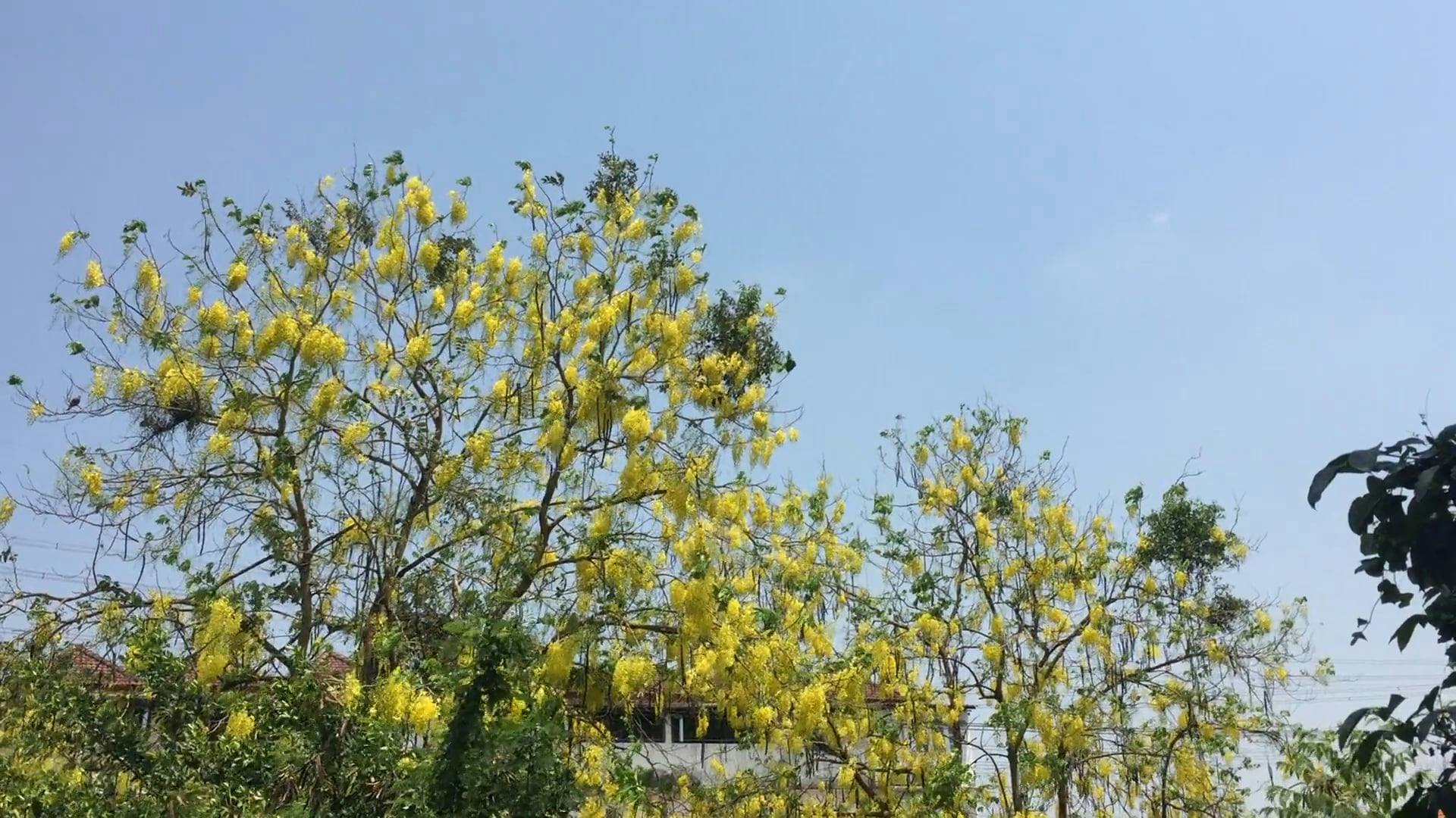 A Video Footage Of A Golden Shower Tree · Free Stock Video
