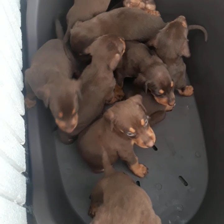 Dog Breeding Videos, Download The BEST Free 4k Stock Video Footage ...