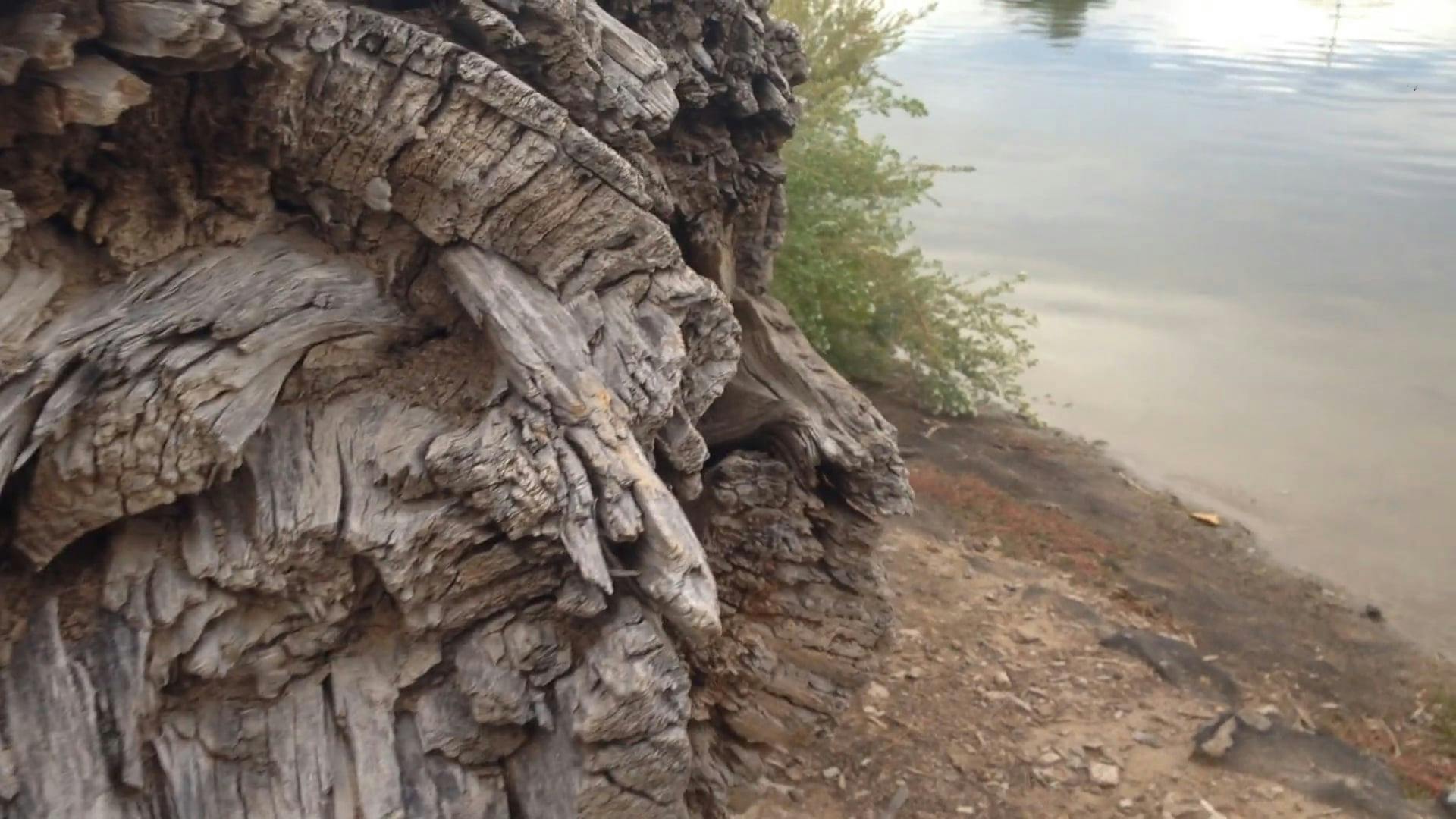 Close-Up Shots of Tree Trunks · Free Stock Video