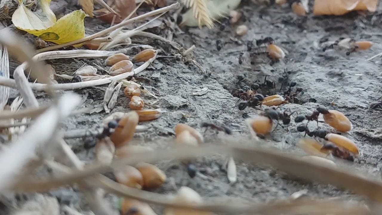 Fire Ant Colony Carrying Eggs and Larvae Free Stock Video Footage ...