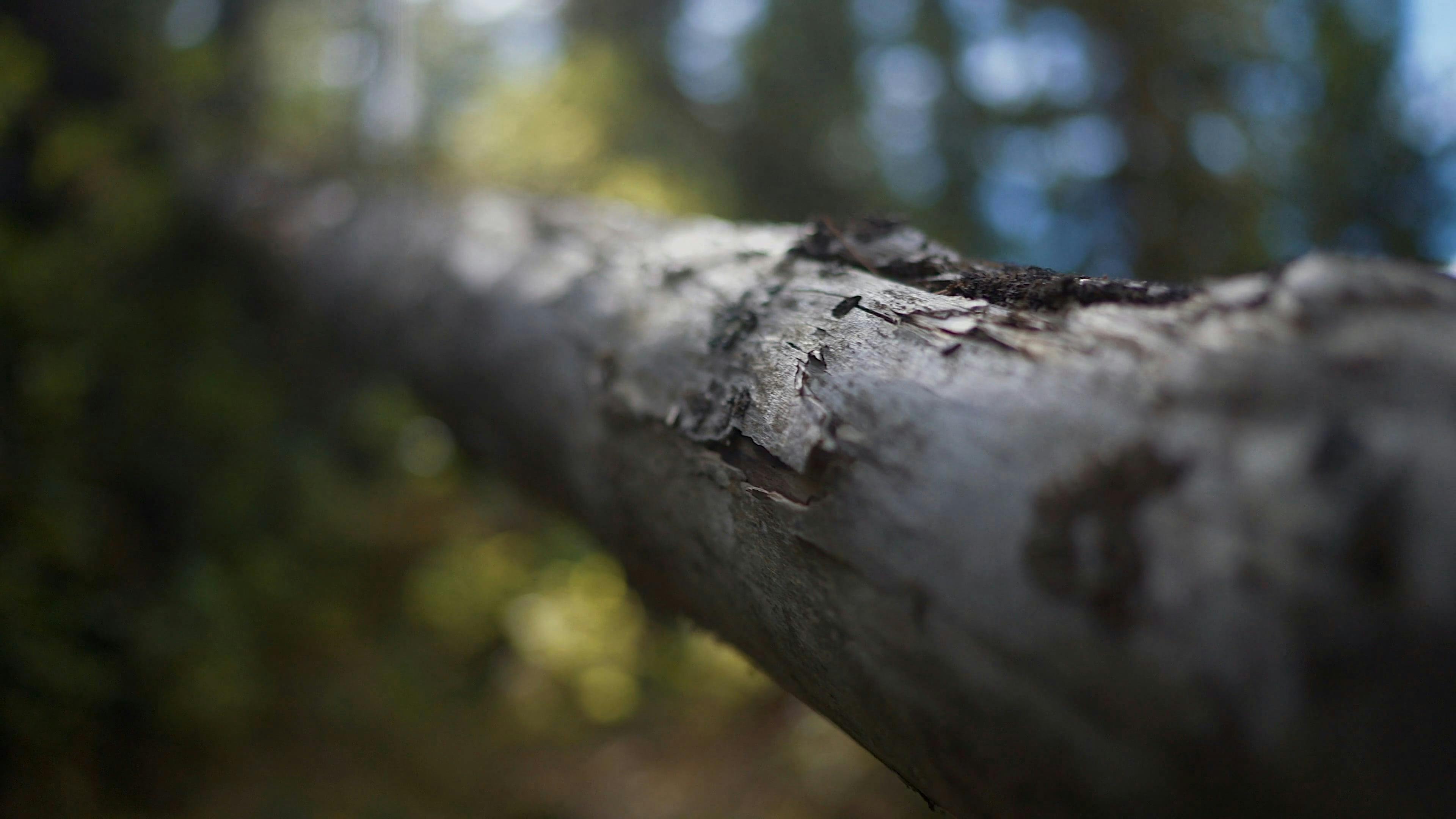 Close-up Shot of a Tree Branch Free Stock Video Footage, Royalty-Free ...