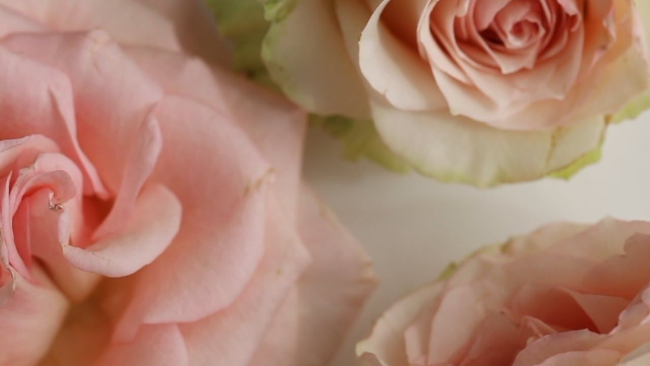 Rose Flower Videos, Download The BEST Free 4k Stock Video Footage ...