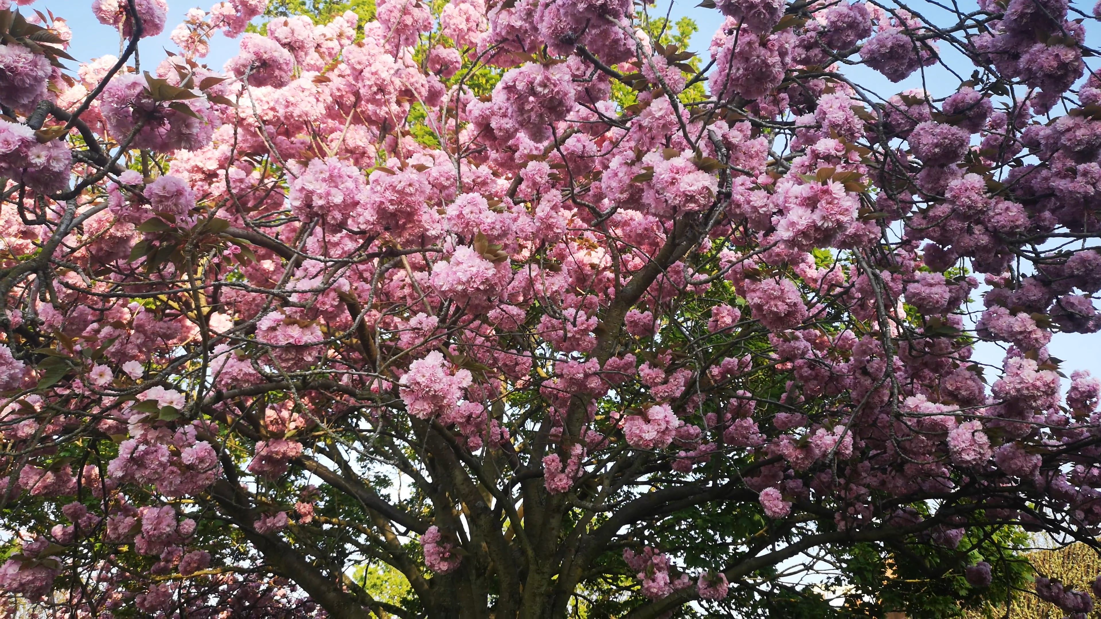 Close-Up Shot of Pink Flower Tree Free Stock Video Footage, Royalty ...