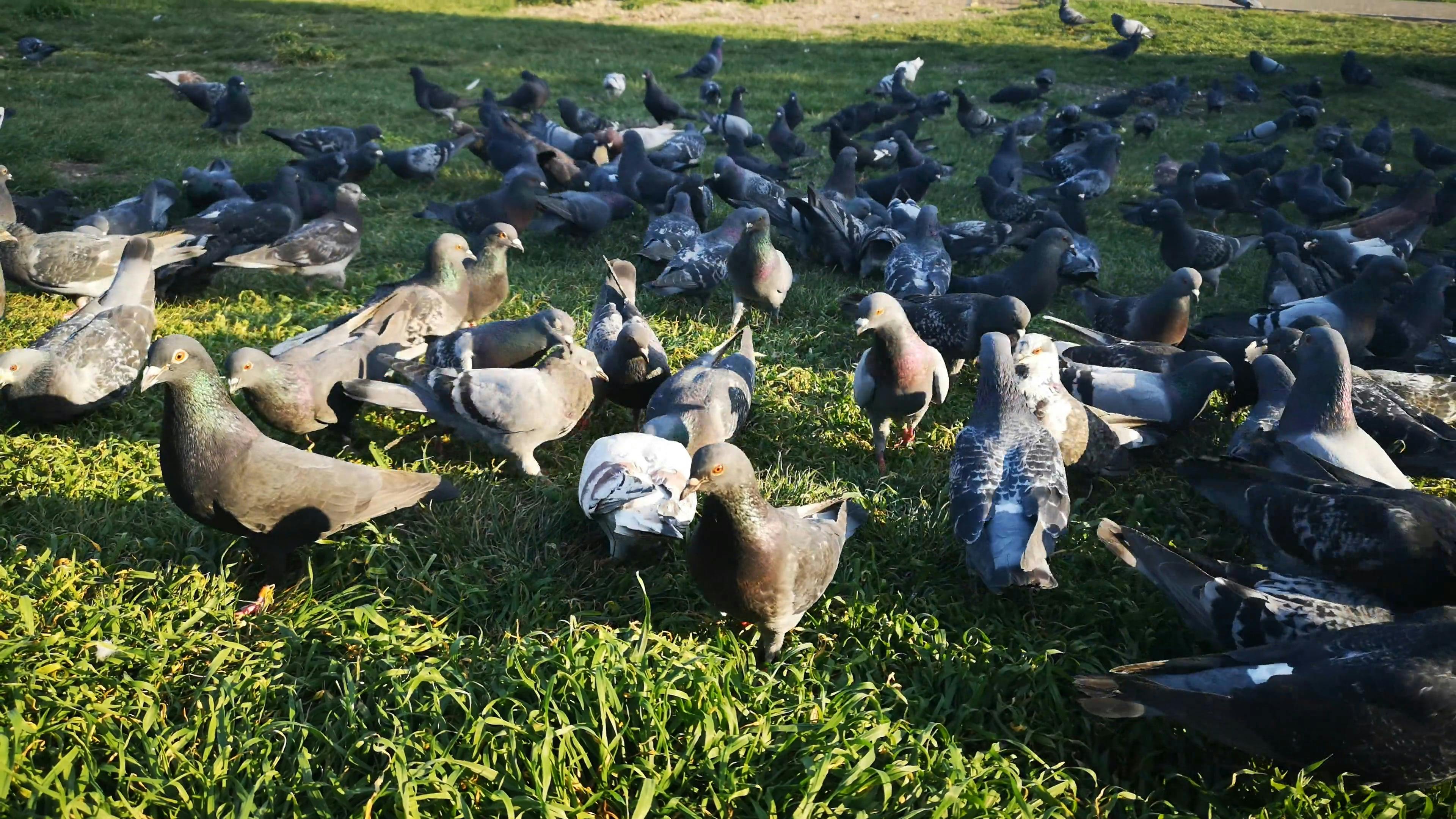 Flock of Pigeons on a Grass Field · Free Stock Video