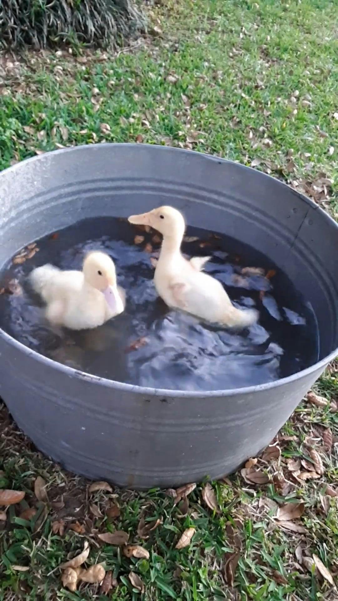 A Pair Of Duckling Bathing Over A Bucket Of Water · Free Stock Video