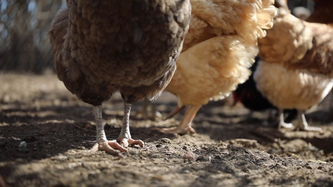 Vídeos de stock gratuitos sobre agricultura, al aire libre, animal ...