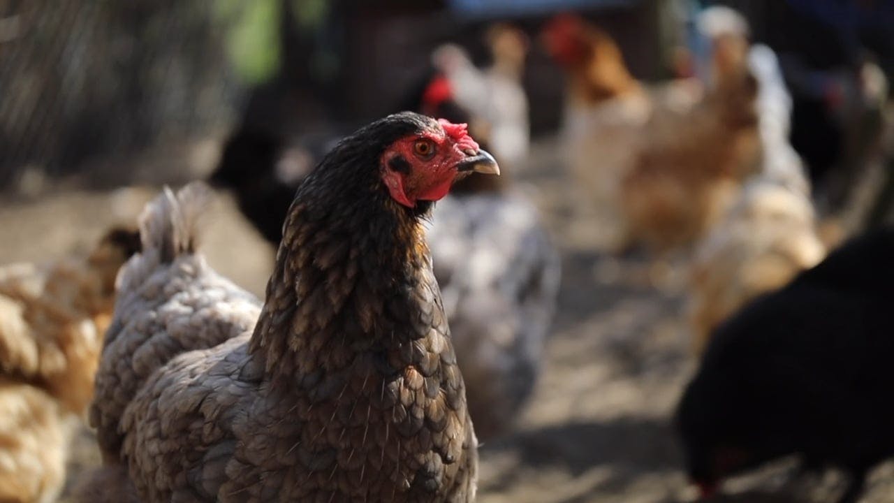 Vídeos de stock gratuitos sobre agricultura, agricultura de patio ...