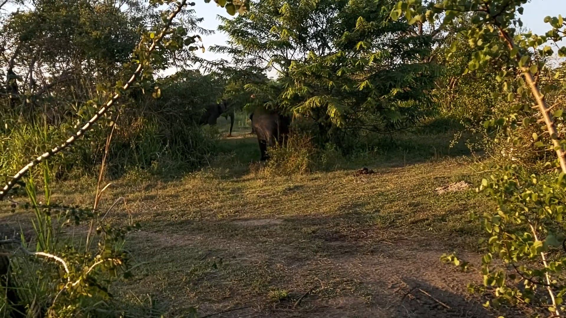 A Herd Of Elephants Encountered In A Safari Ride Free Stock Video ...