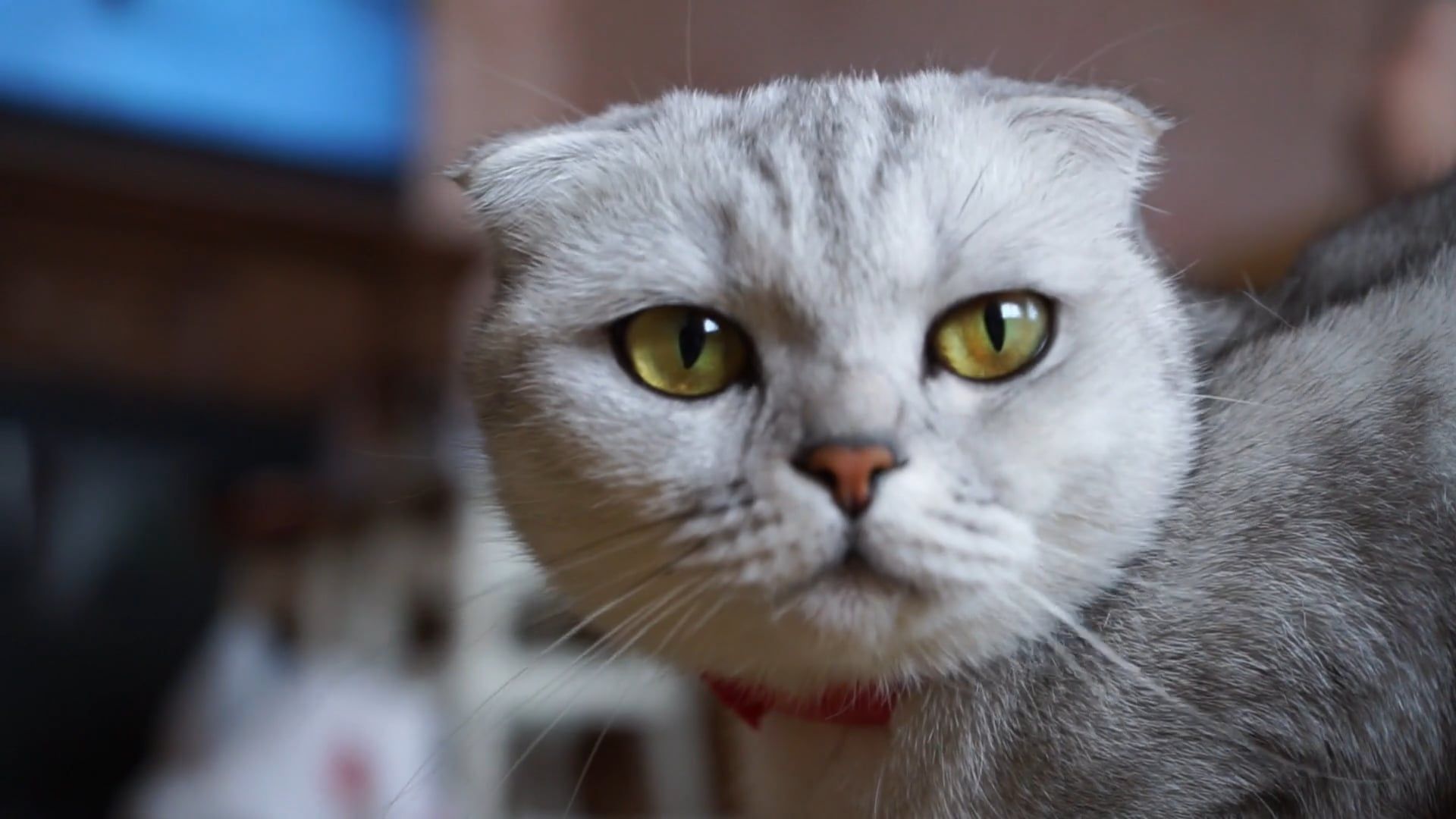 Close Up Footage Of A Scottish Fold Cat's Face Free Stock Video Footage ...
