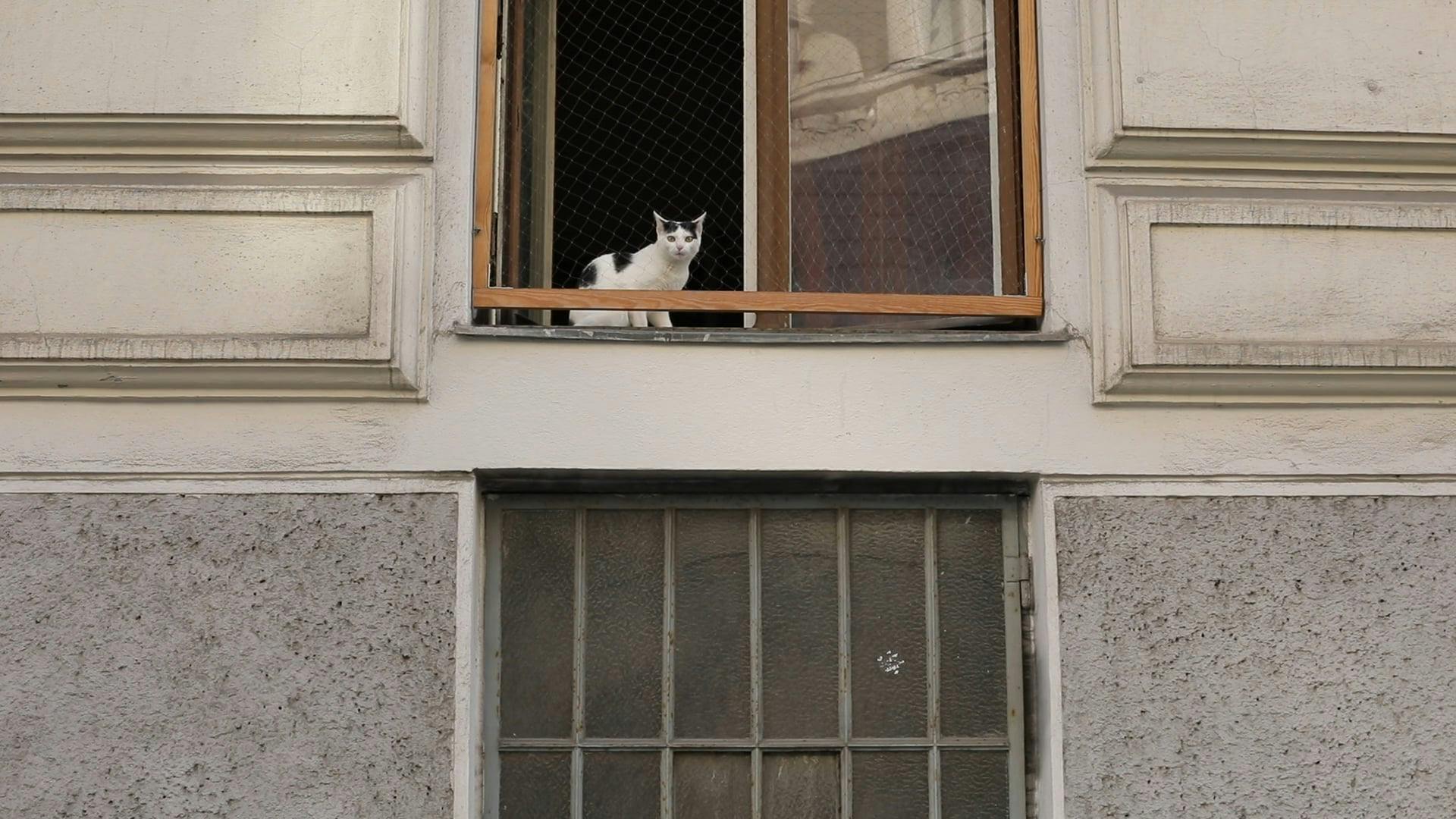 Cat Building Videos, Download The BEST Free 4k Stock Video Footage ...