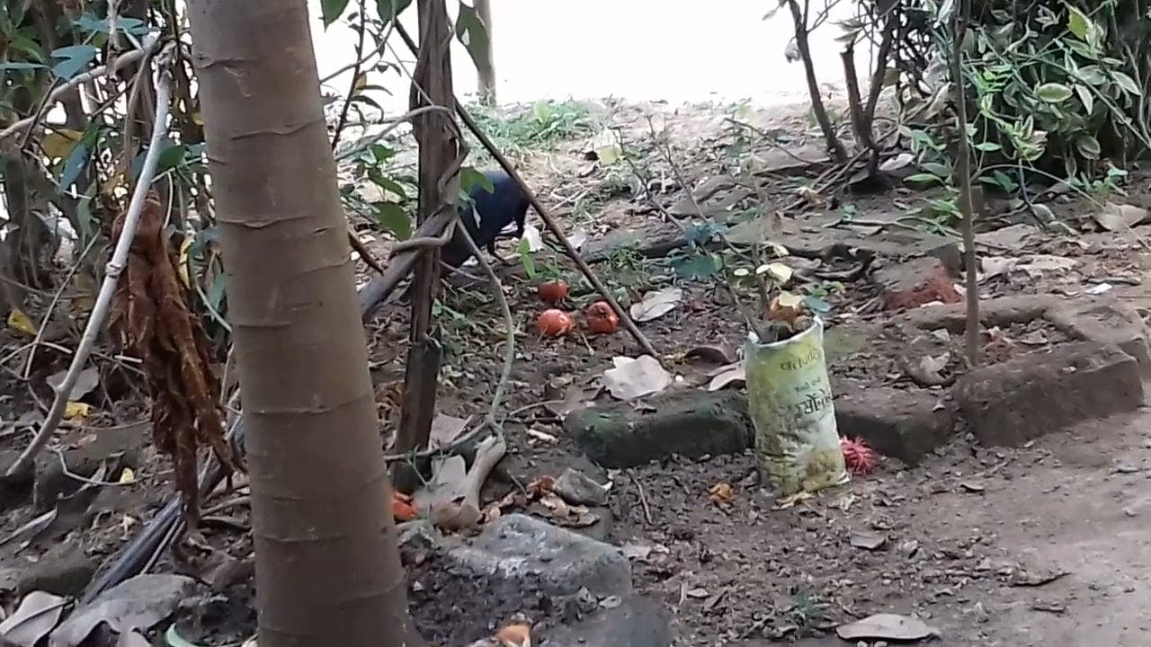 Raven On Ground Videos, Download The BEST Free 4k Stock Video Footage ...