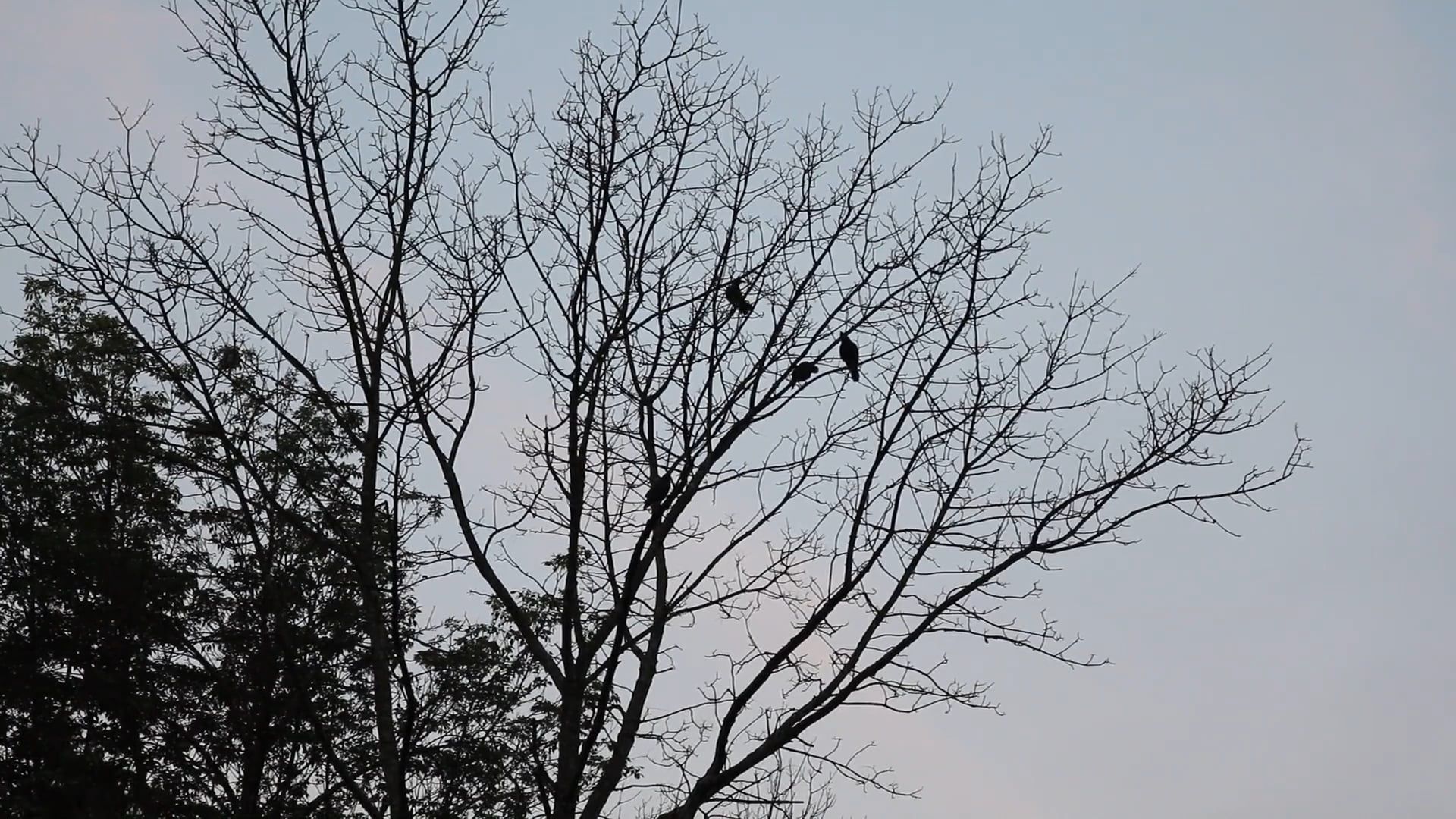 Crow Flying From A Trunk Tree · Free Stock Video