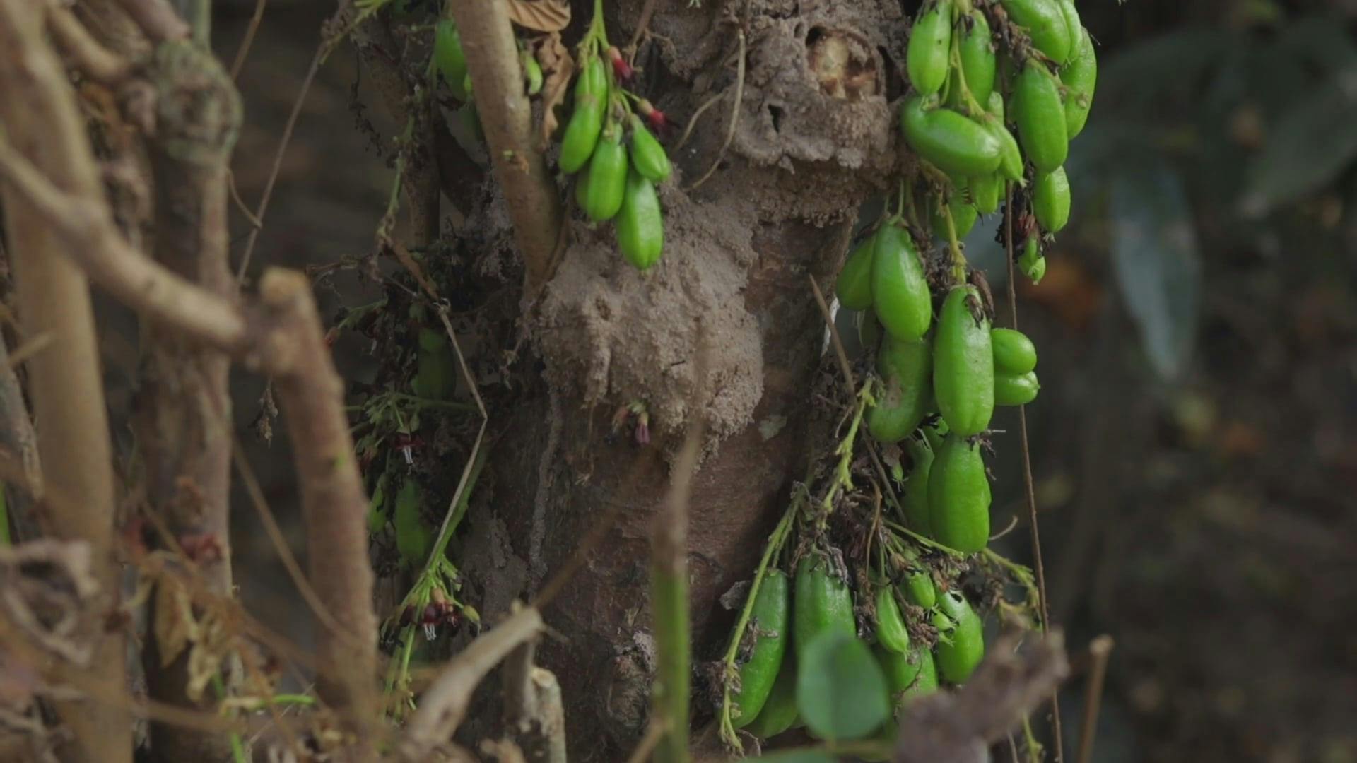 Close-up Shot of a Bilimbi Fruit · Free Stock Video