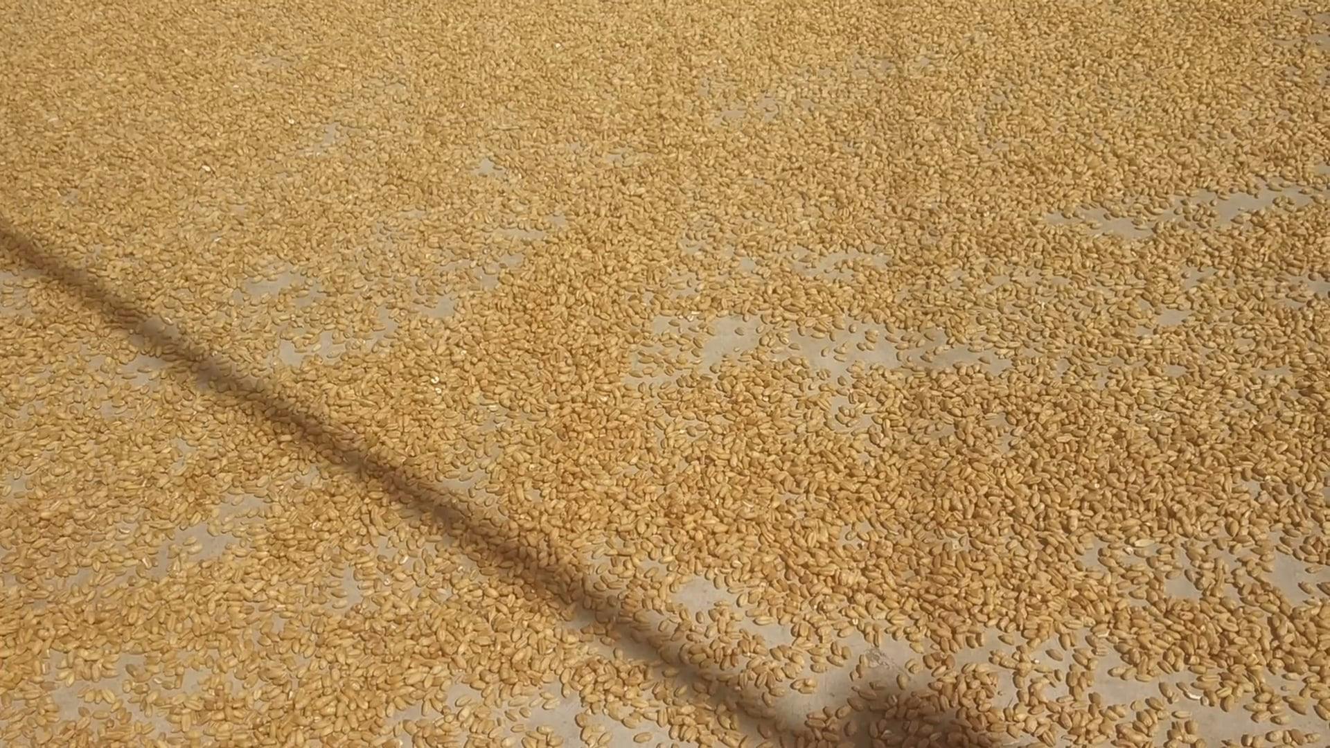 Sun Drying of Wheat Grains Free Stock Video Footage, Royalty-Free 4K ...