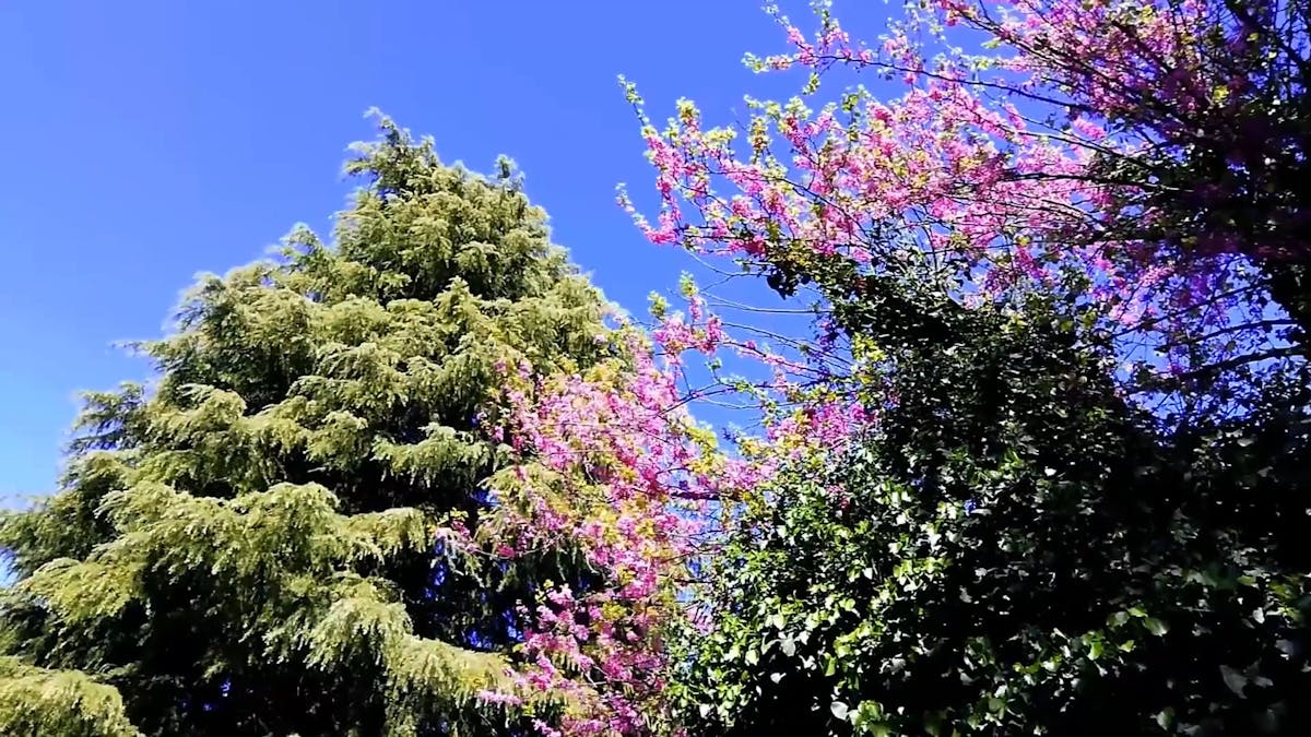 Spring Videos, Download The BEST Free 4k Stock Video Footage & Spring ...