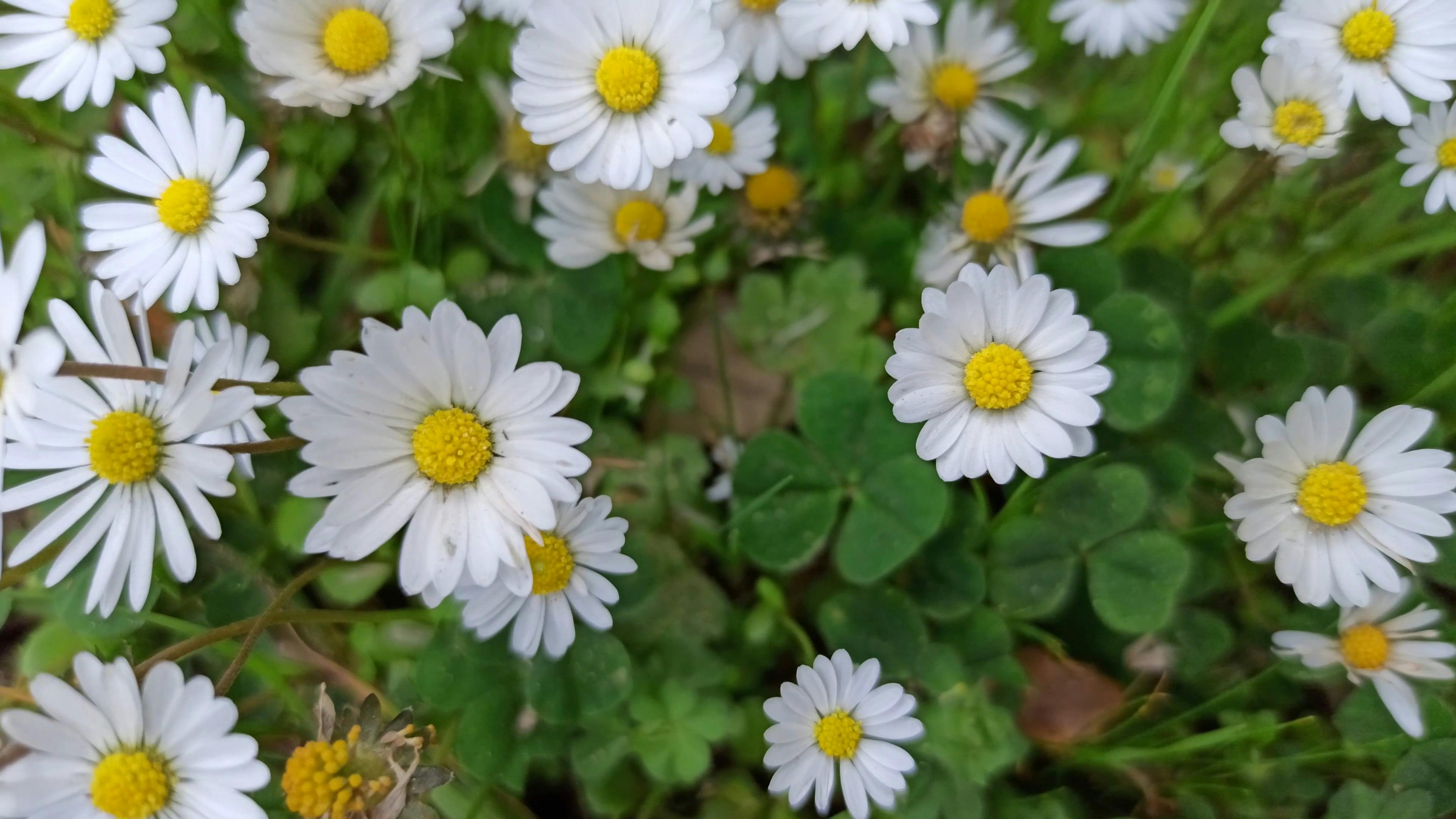 Beautiful Flowers Moving Together Free Stock Video Footage, Royalty ...