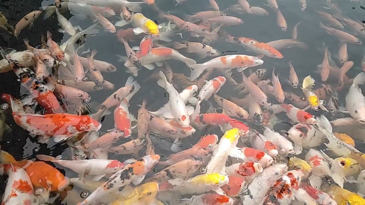 Gratis stockvideo van aquariumvissen, aquatisch, beweging ...